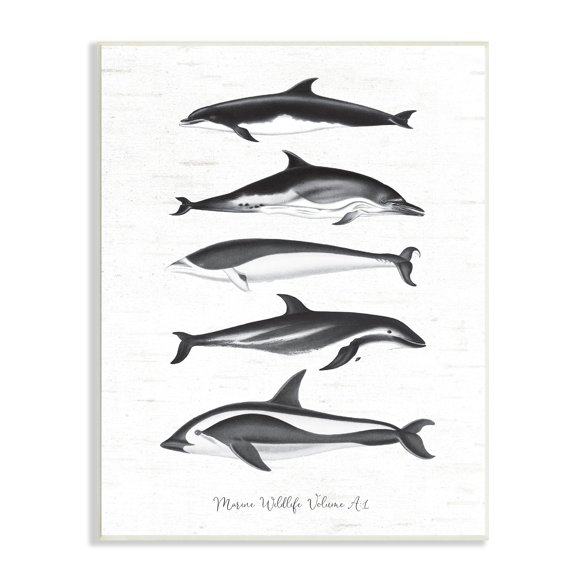 Stupell Industries Marine Life Orca Whales Diagram Graphic Art Unframed ...