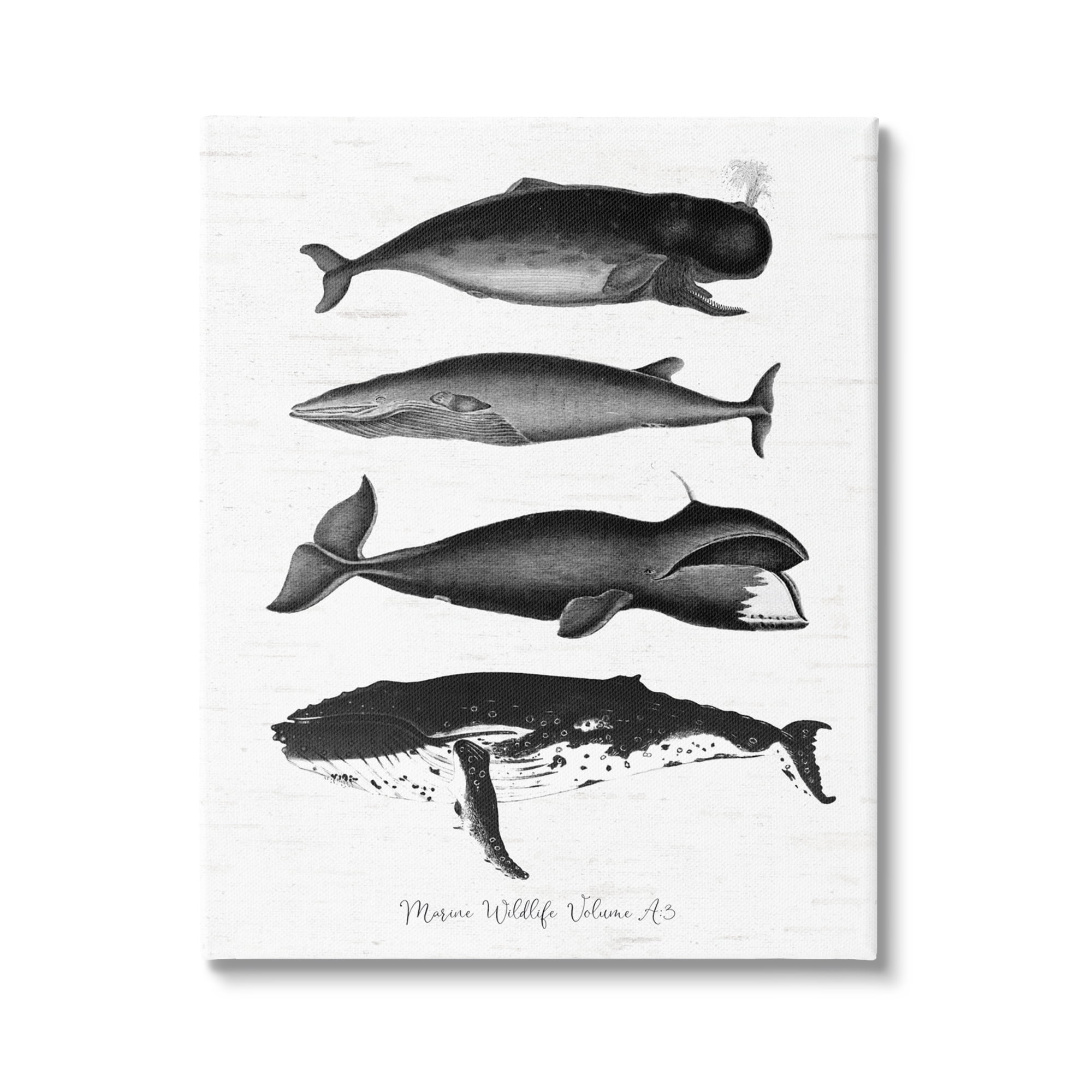 Stupell Industries Marine Wildlife Whales Drawings Diagram Weathered Pattern Graphic Art Gallery ...