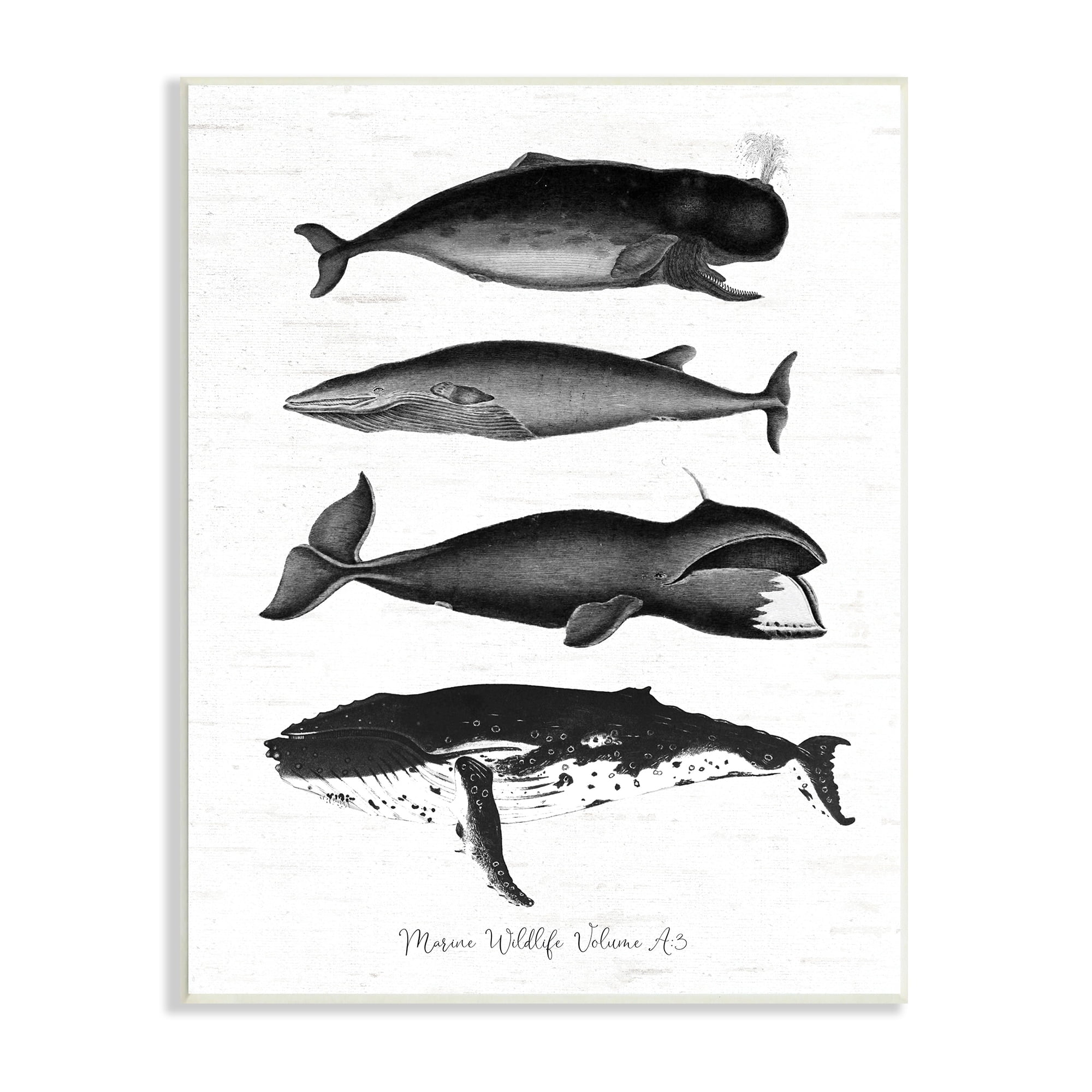 Stupell Industries Marine Wildlife Whales Drawings Diagram Weathered ...