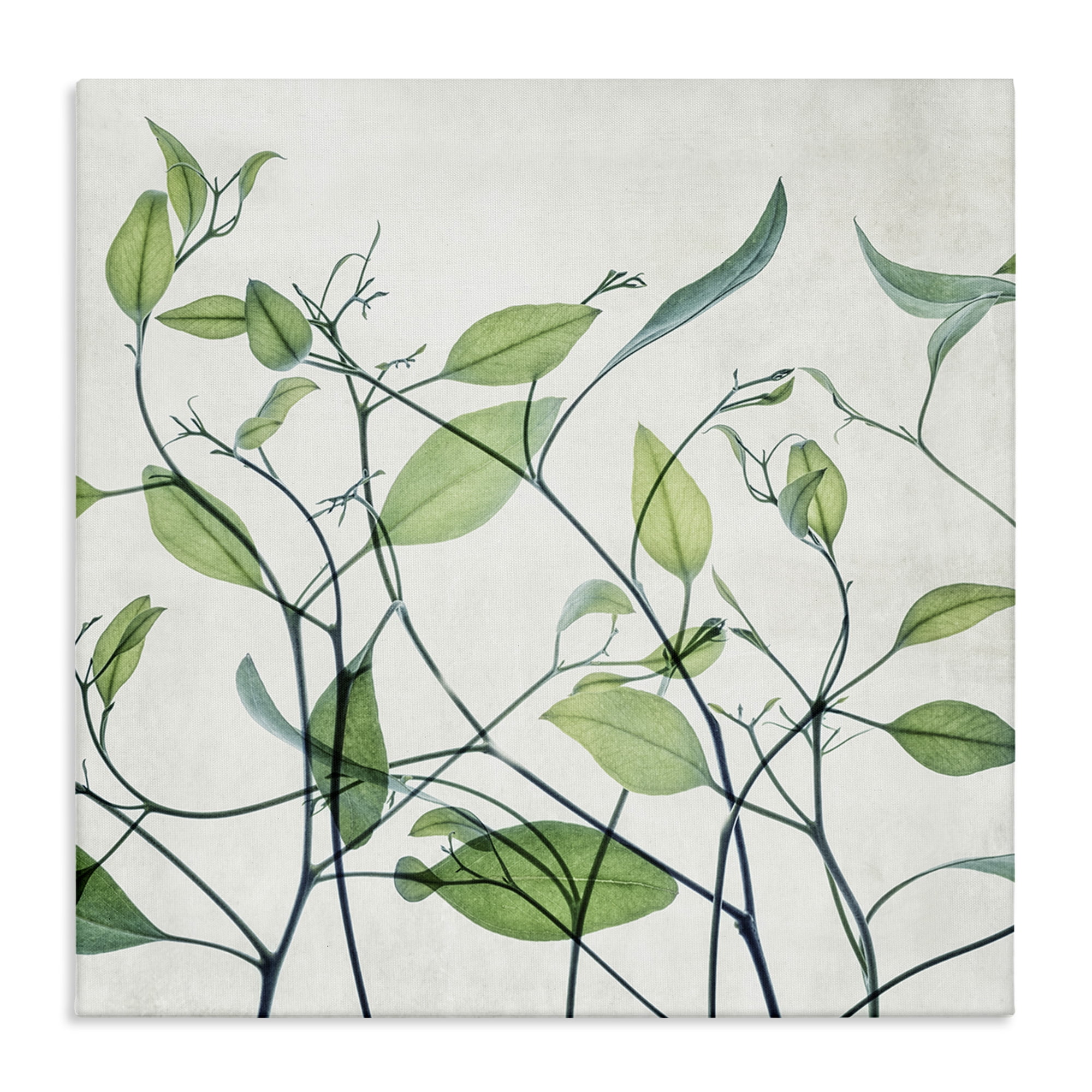 Stupell Industries Botanical Vine Pattern Canvas Wall Art 36x36 Ready ...