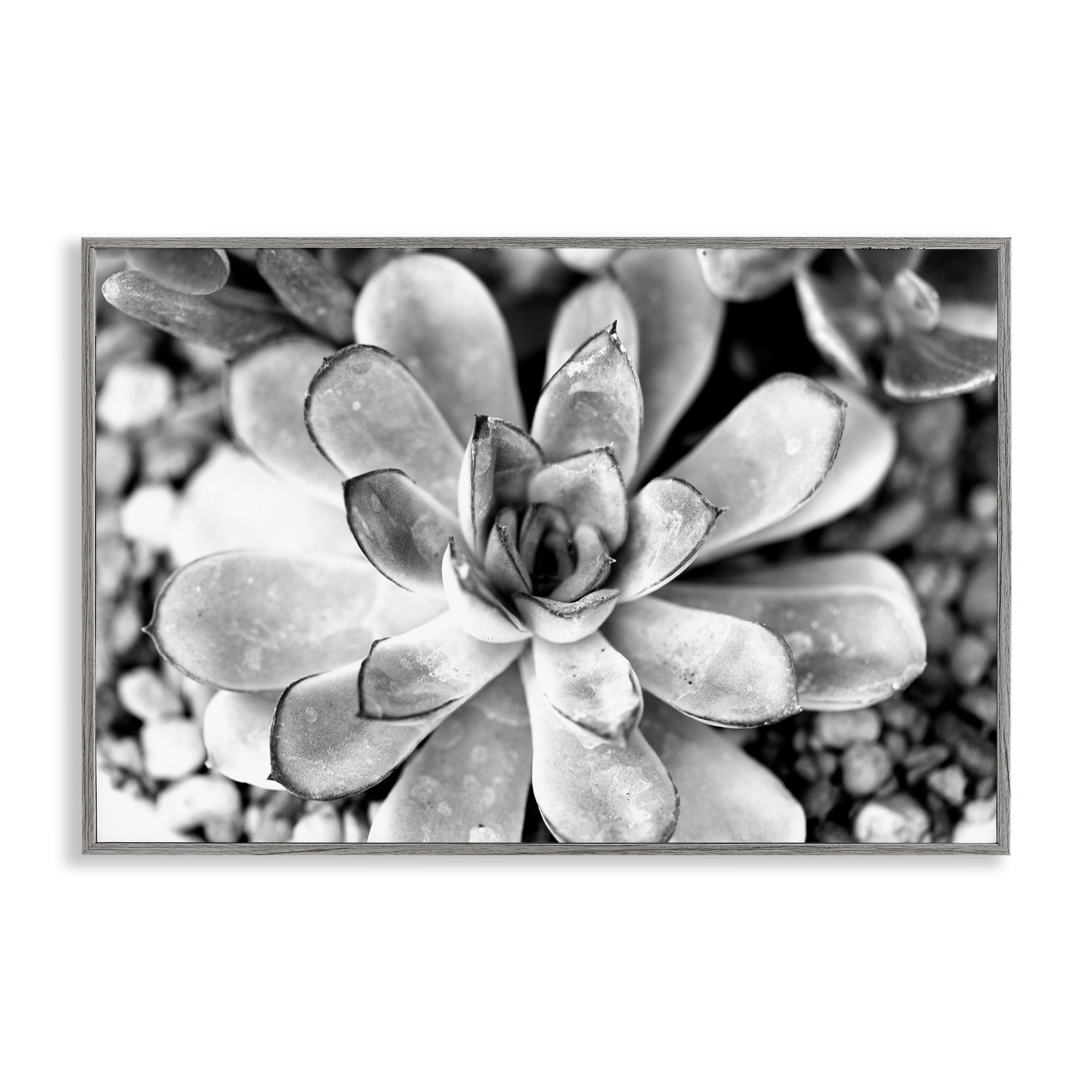 Stupell Industries Monochrome Succulent Leaves Botanical & Floral ...