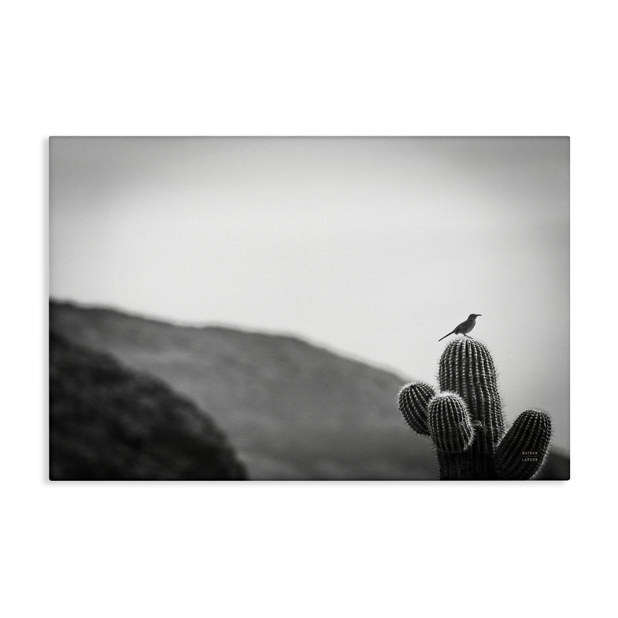 Stupell Industries On Guard Bird & Cactus Landscape & Nature ...