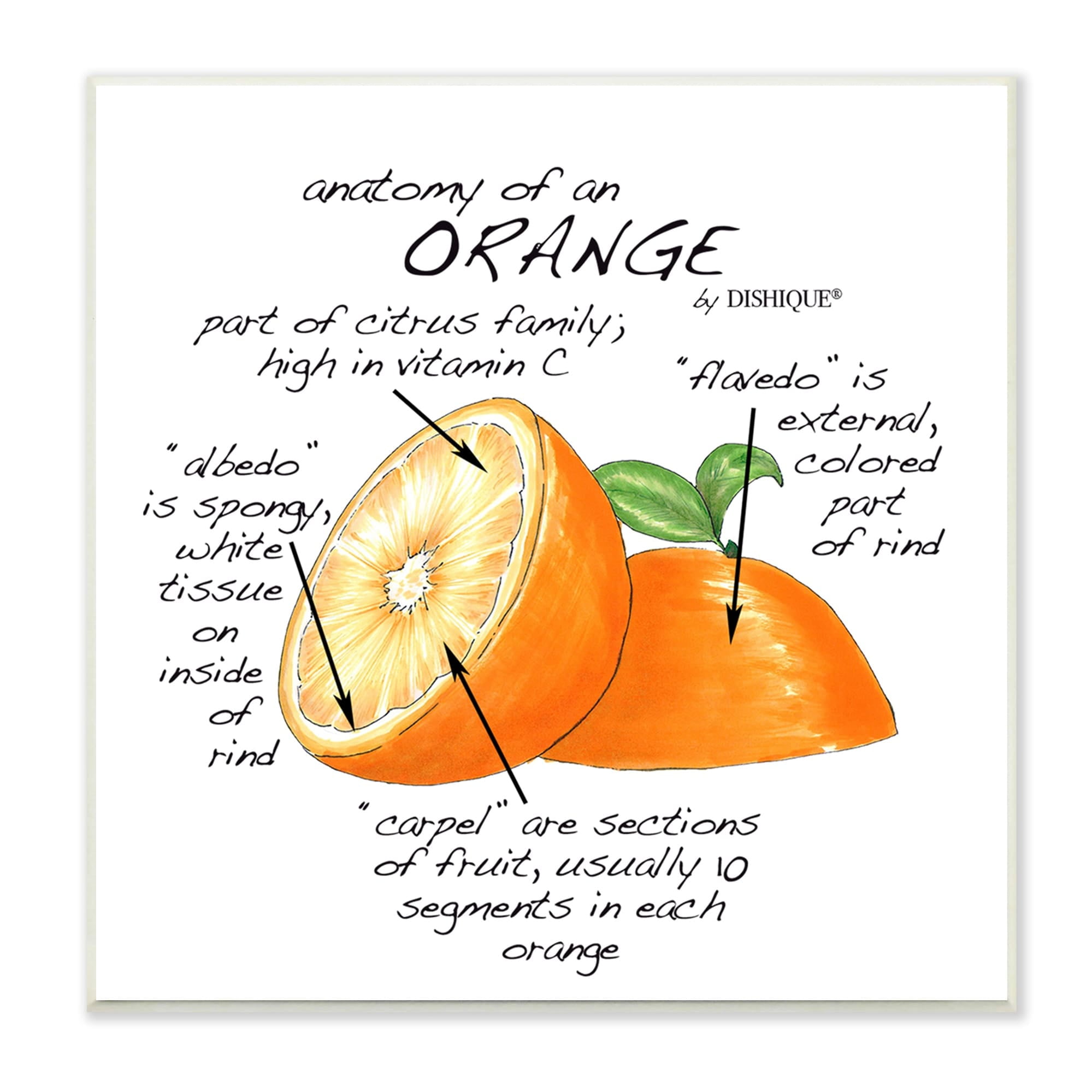 Stupell Industries Orange Citrus Fruit Chart Informative Learning ...