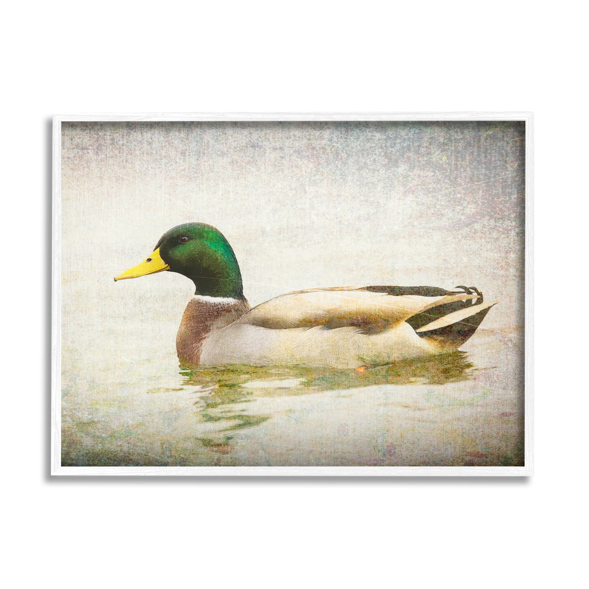 Peaceful Mallard Duck Bird Swimming Water Detailed Animals & Insects ...