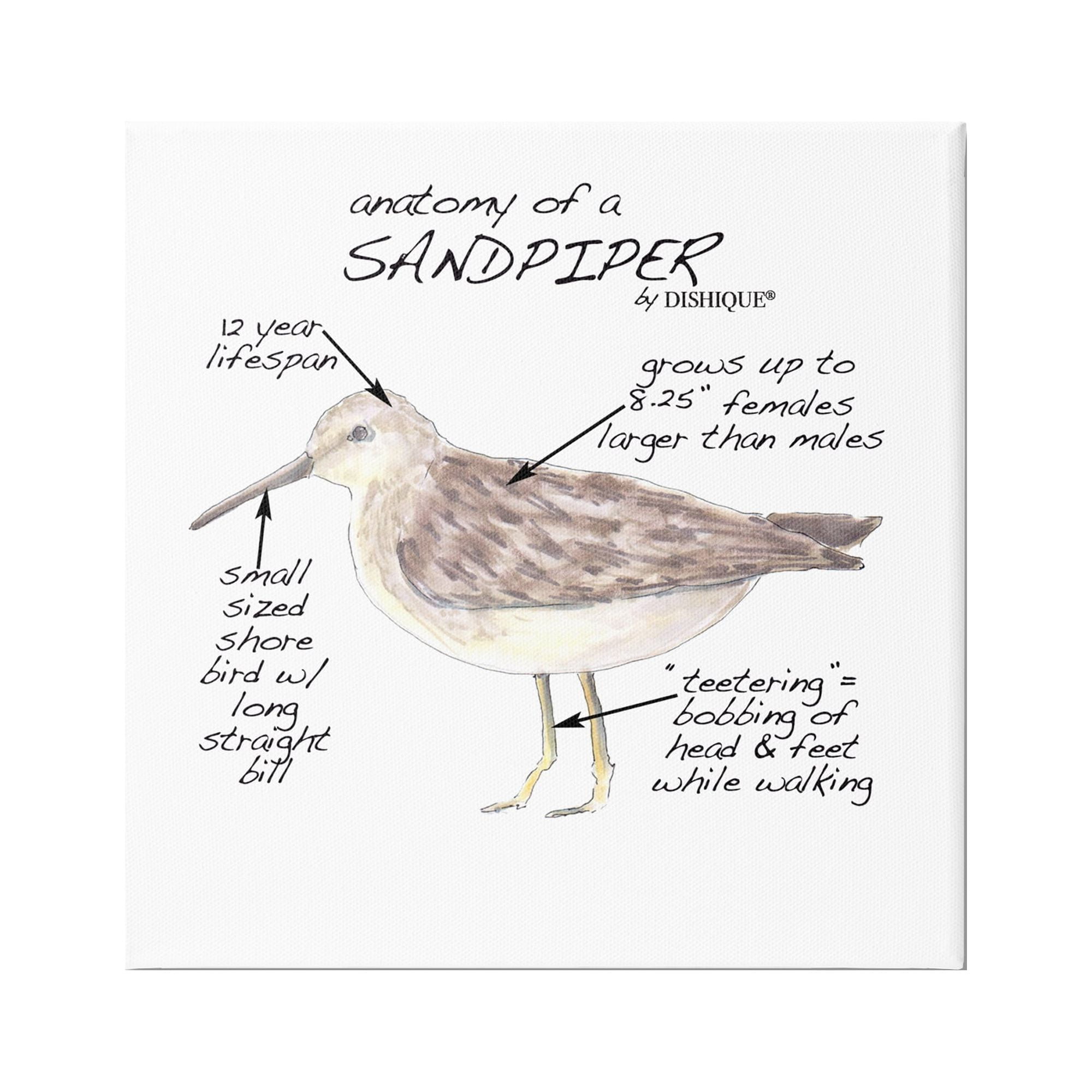 Stupell Industries Sandpiper Beach Bird Wildlife Learning Facts Chart ...