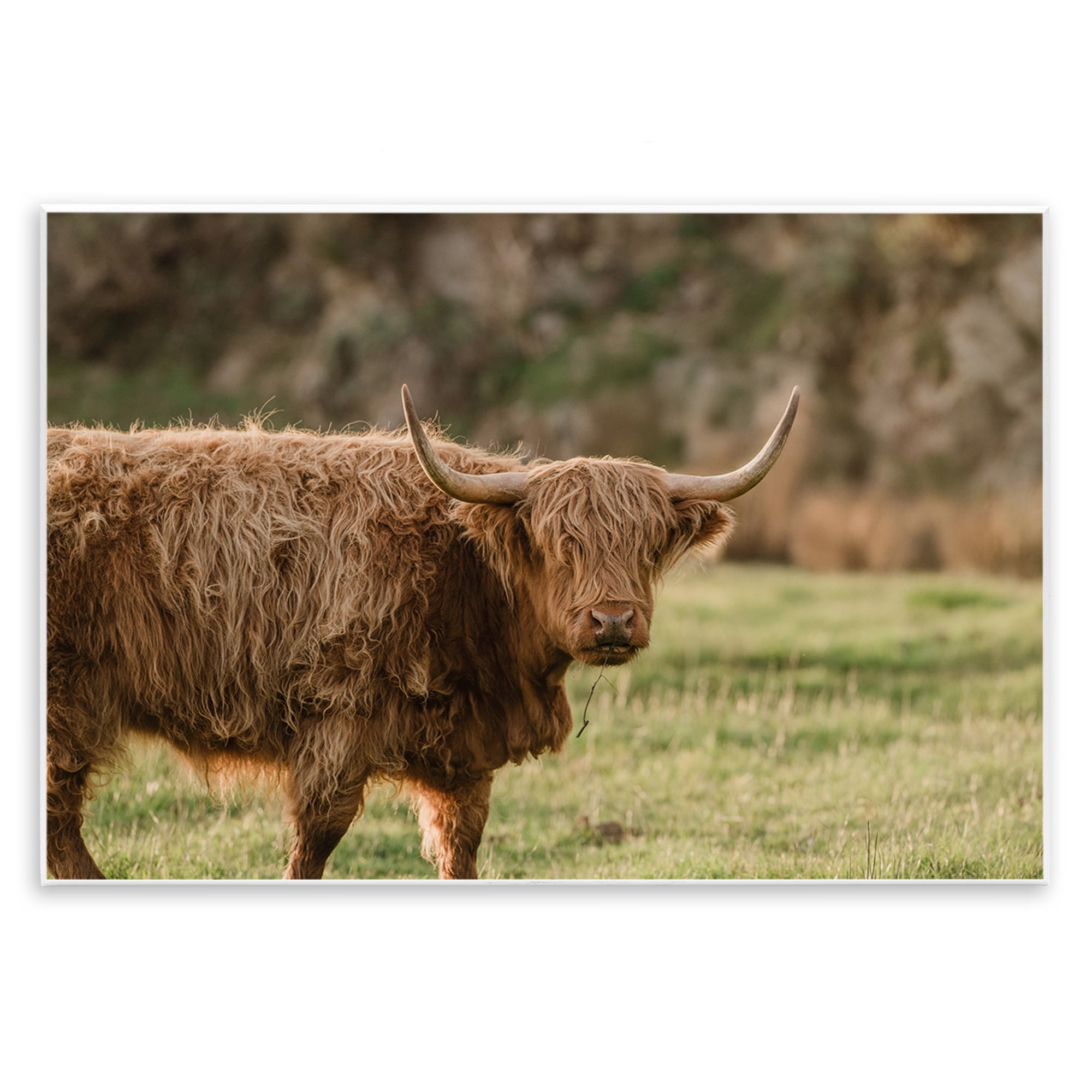 Stupell Industries Scottish Highland Grazing Wall Plaque Art design by ...