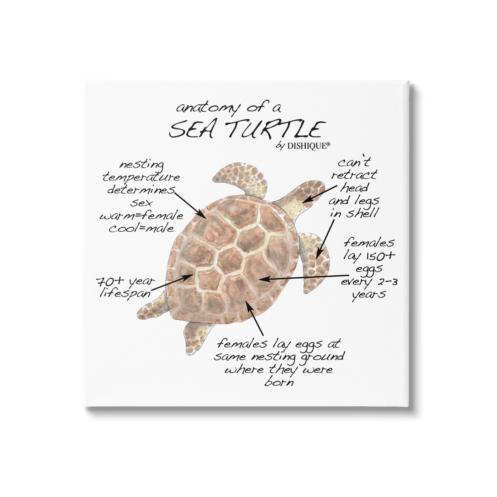 Sea Turtle Shell Anatomy