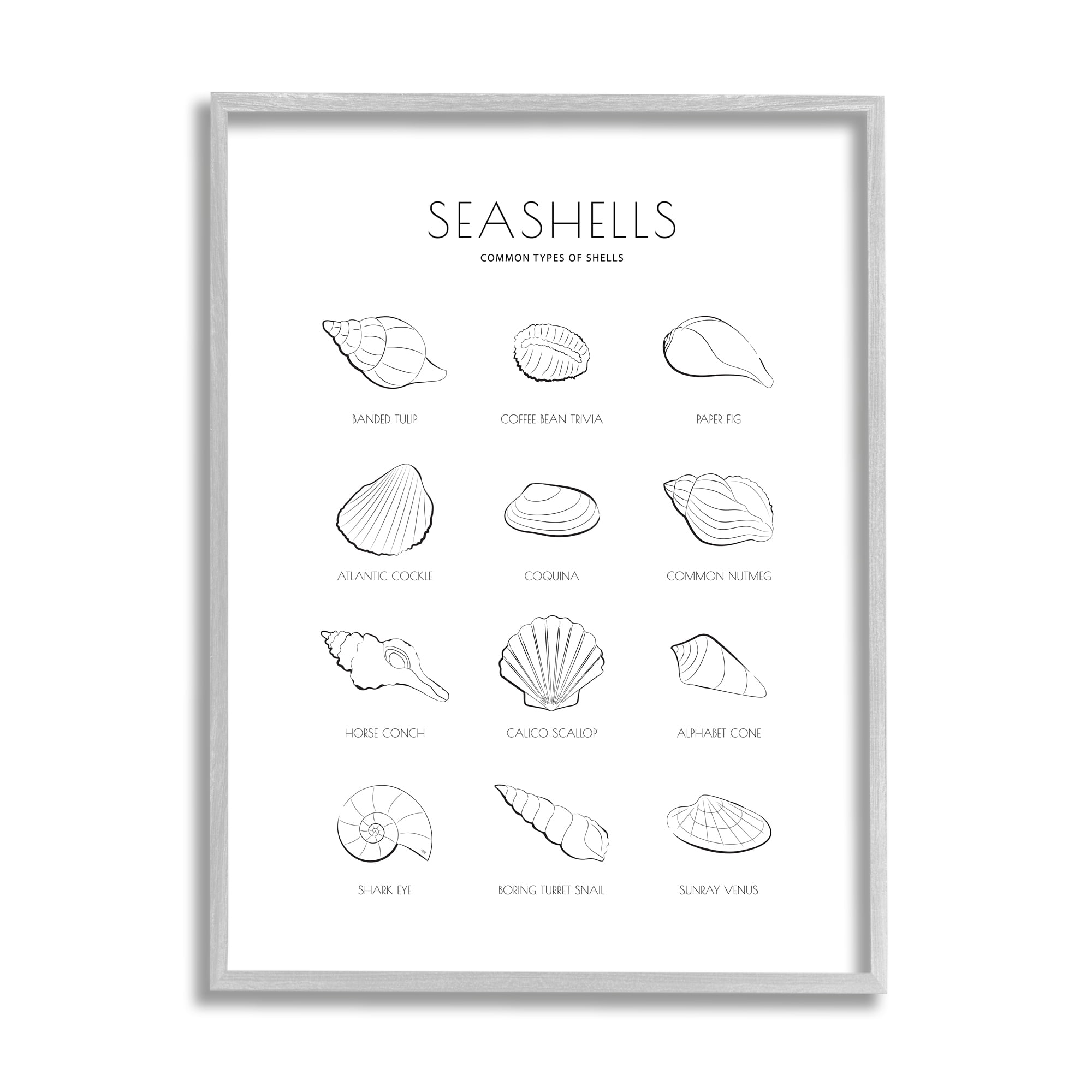 Stupell Industries Seashell Guide for Common Shells Minimal Nautical ...