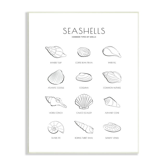 Stupell Industries Seashell Guide for Common Shells Minimal Nautical ...