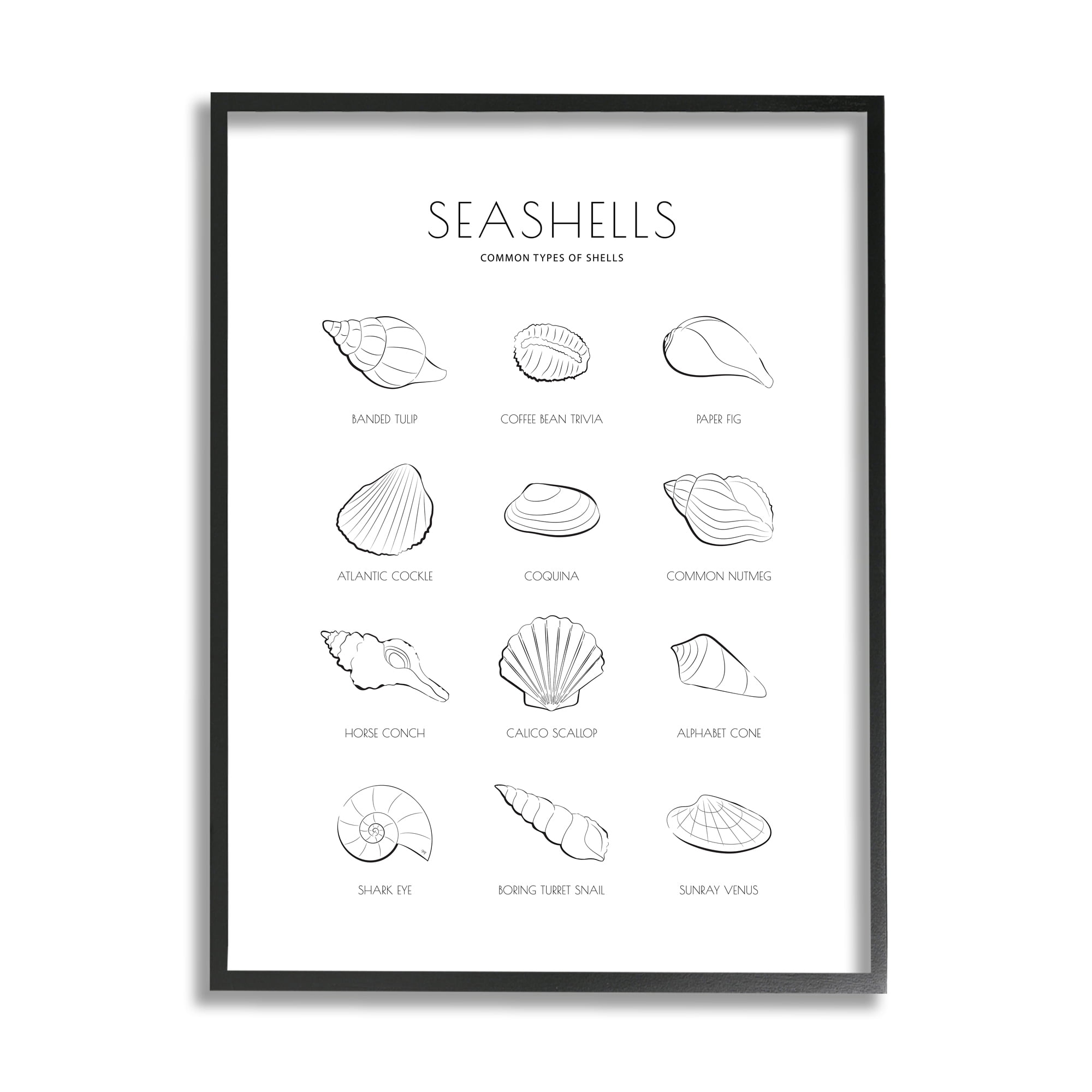 Stupell Industries Seashell Guide for Common Shells Minimal Nautical ...