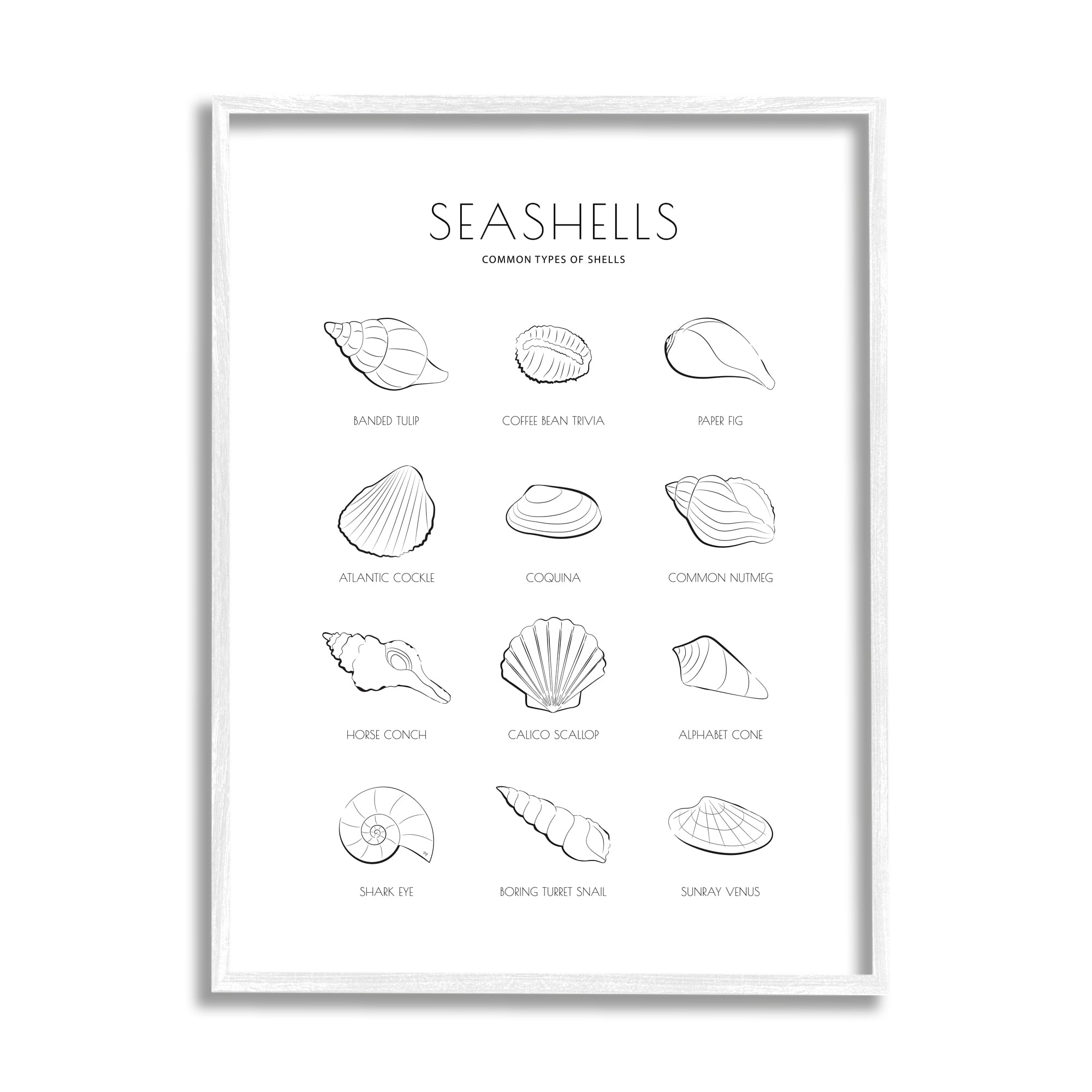 Stupell Industries Seashell Guide for Common Shells Minimal Nautical ...