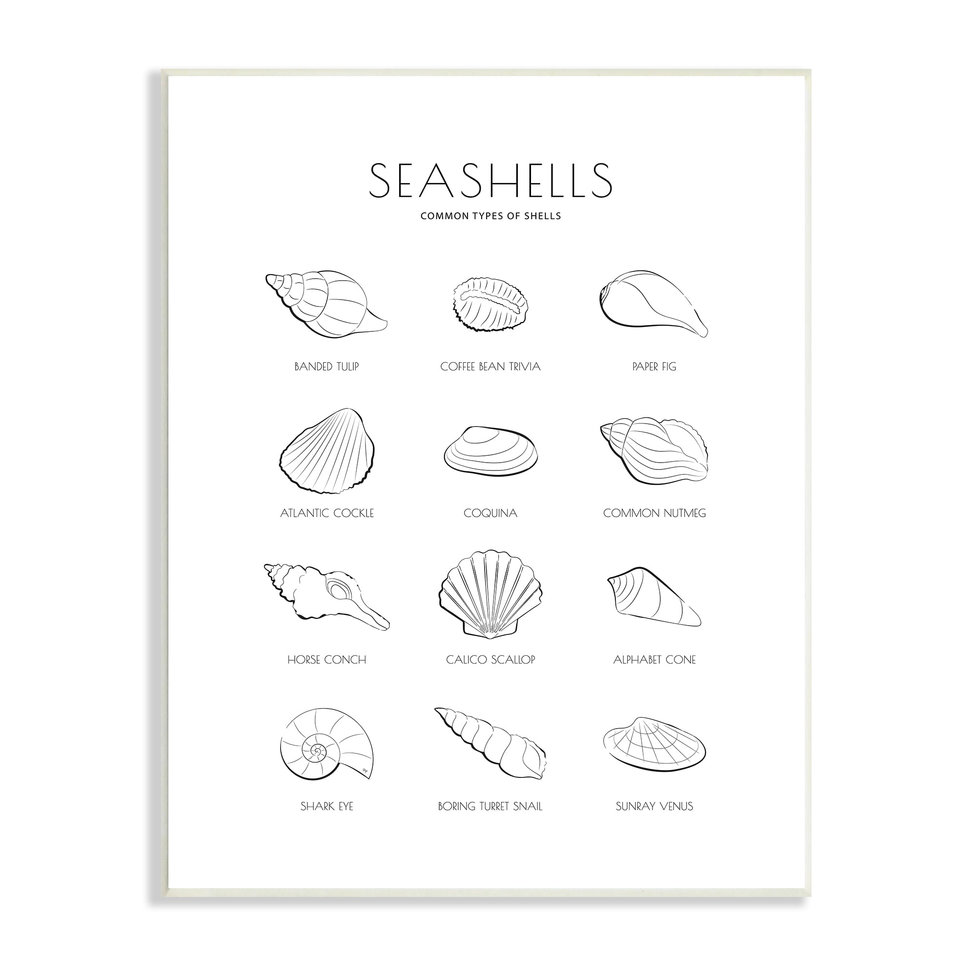 Stupell Industries Seashell Guide for Common Shells Minimal Nautical ...