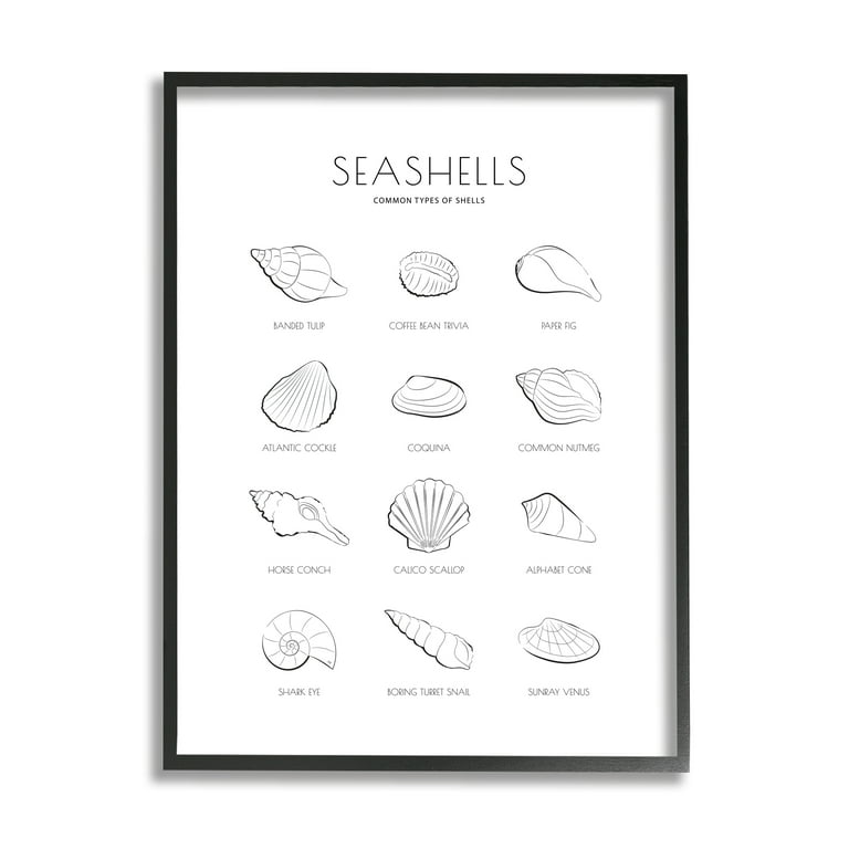 Seashell Guide New Submersible Shell ID Card & Pocket Guide For Scuba