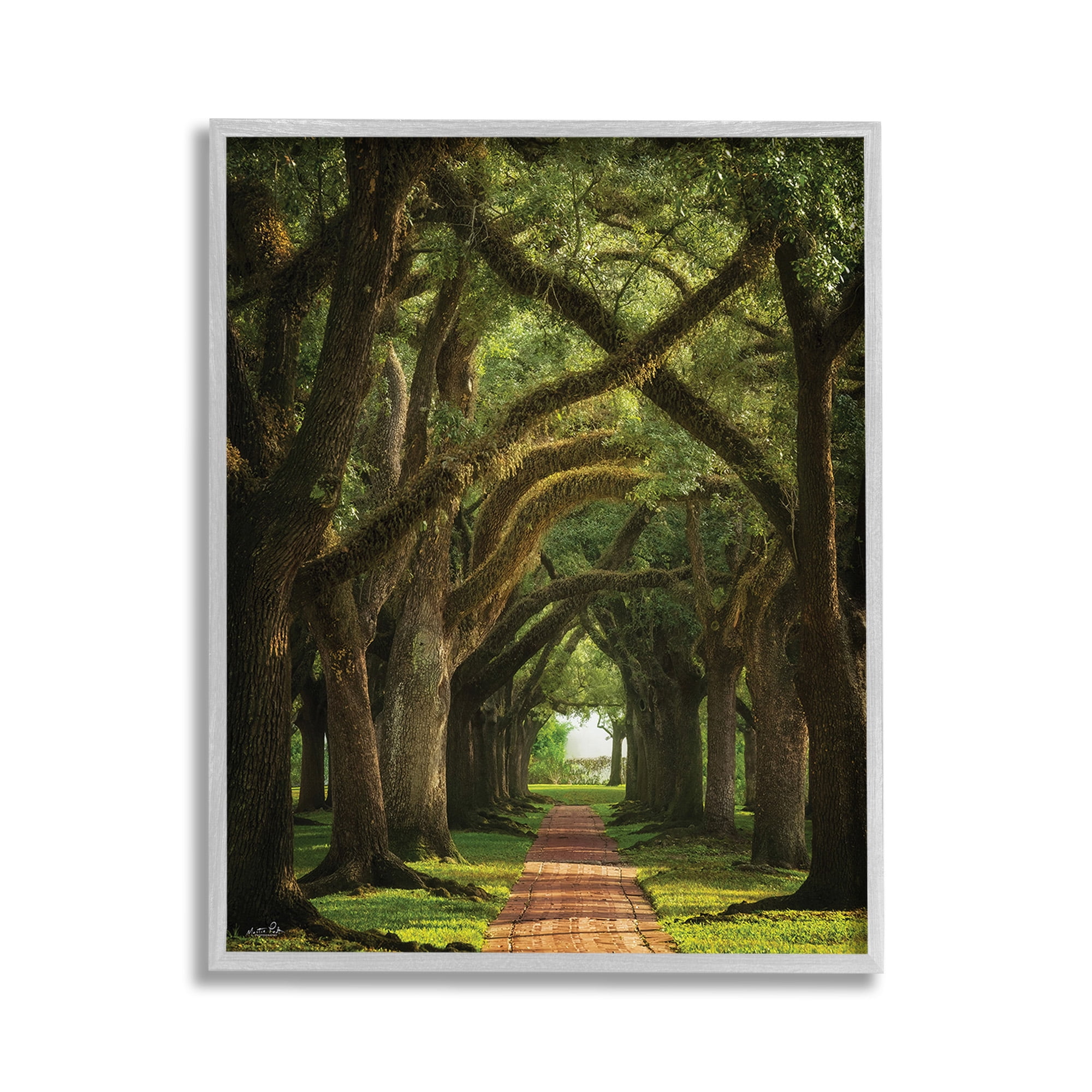 Stupell Industries Shadowed Tree Grove Landscape Photography Gray ...