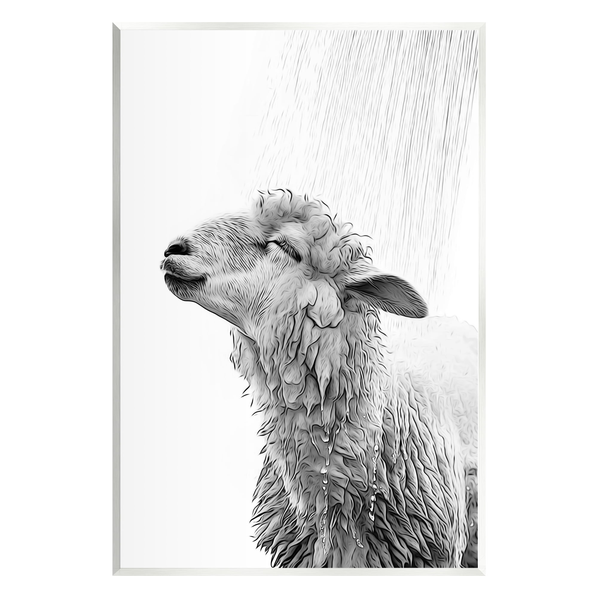 Sheep Bathroom Splash Unframed Art Print - 10 x 15 - Wildlife - Walmart.com