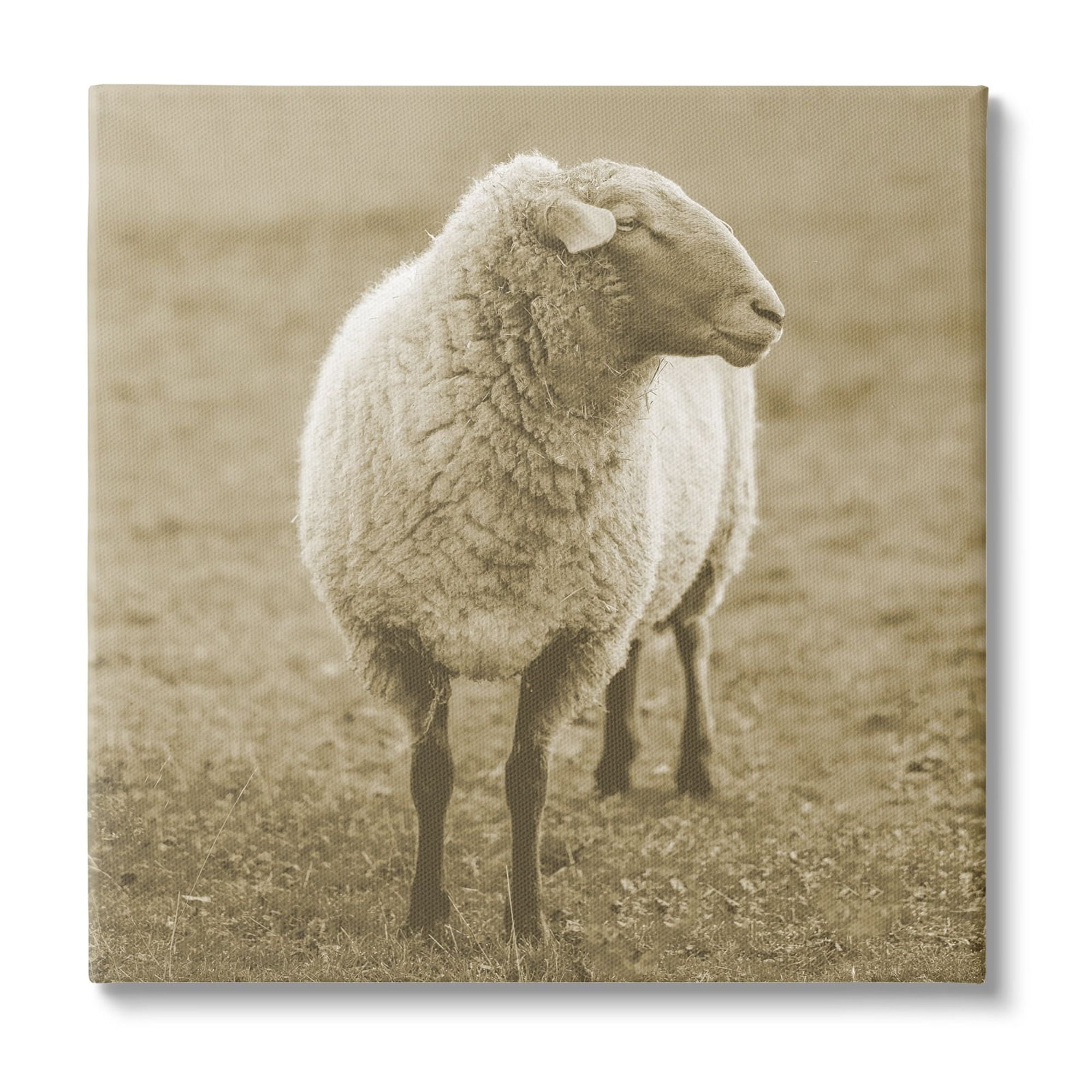 Stupell Industries Sheep Grazing Farmland Photography Animals & Insects ...