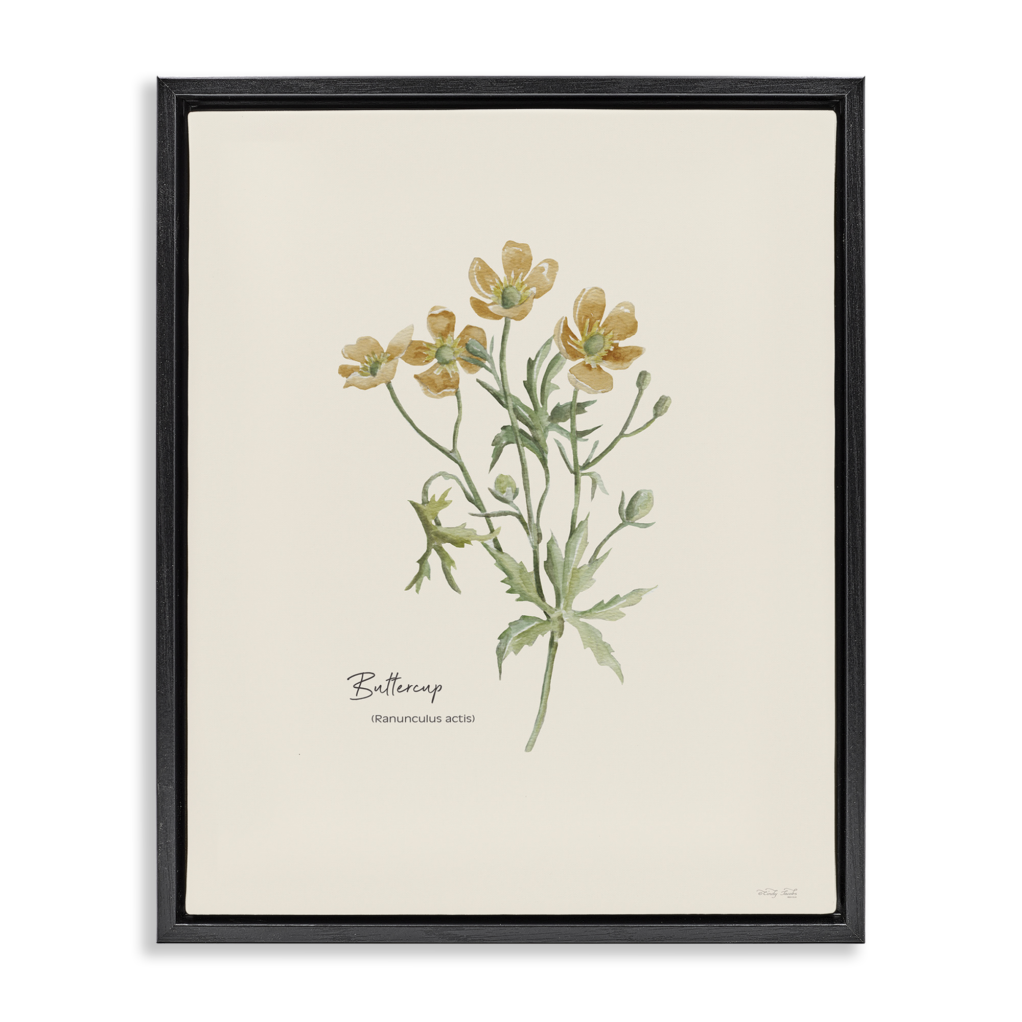 Stupell Industries Simple Buttercup Flowers Botanical & Floral Painting ...