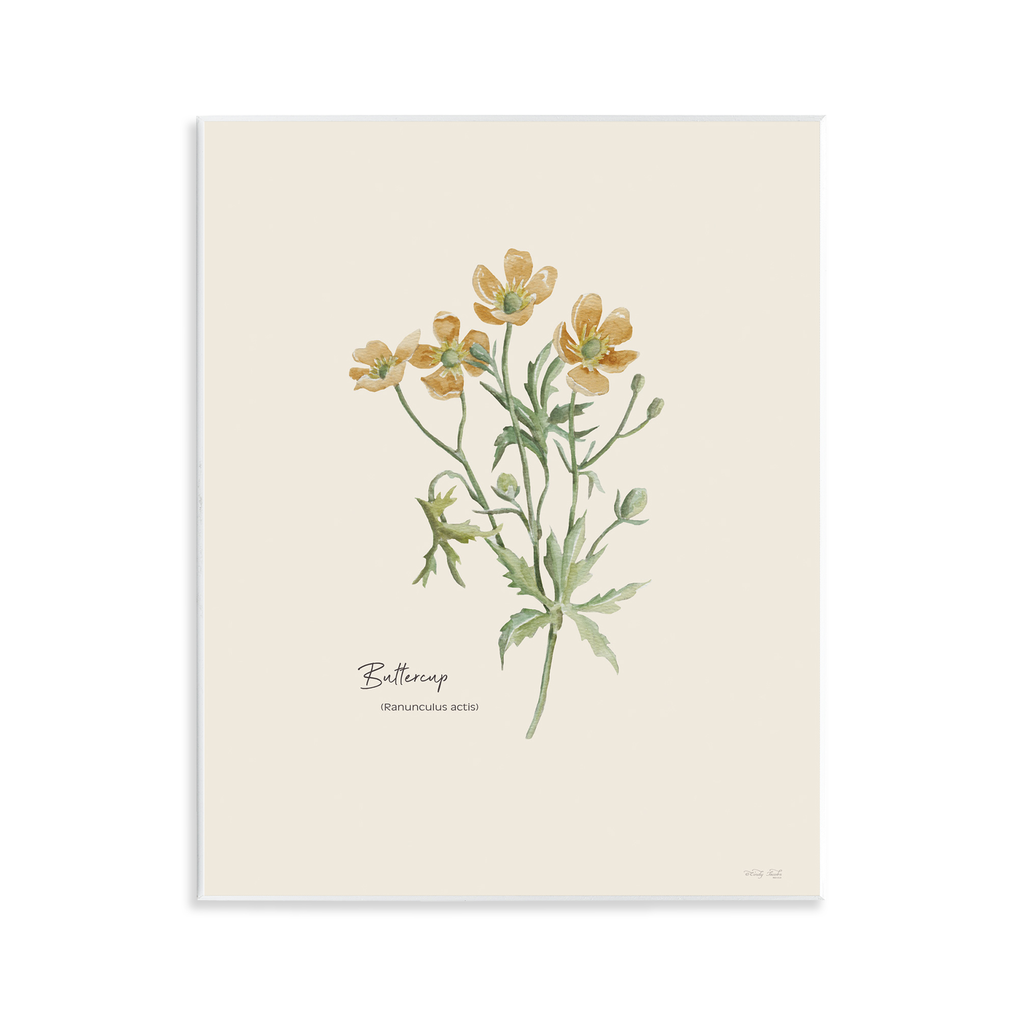 Stupell Industries Simple Buttercup Flowers Botanical & Floral Painting ...