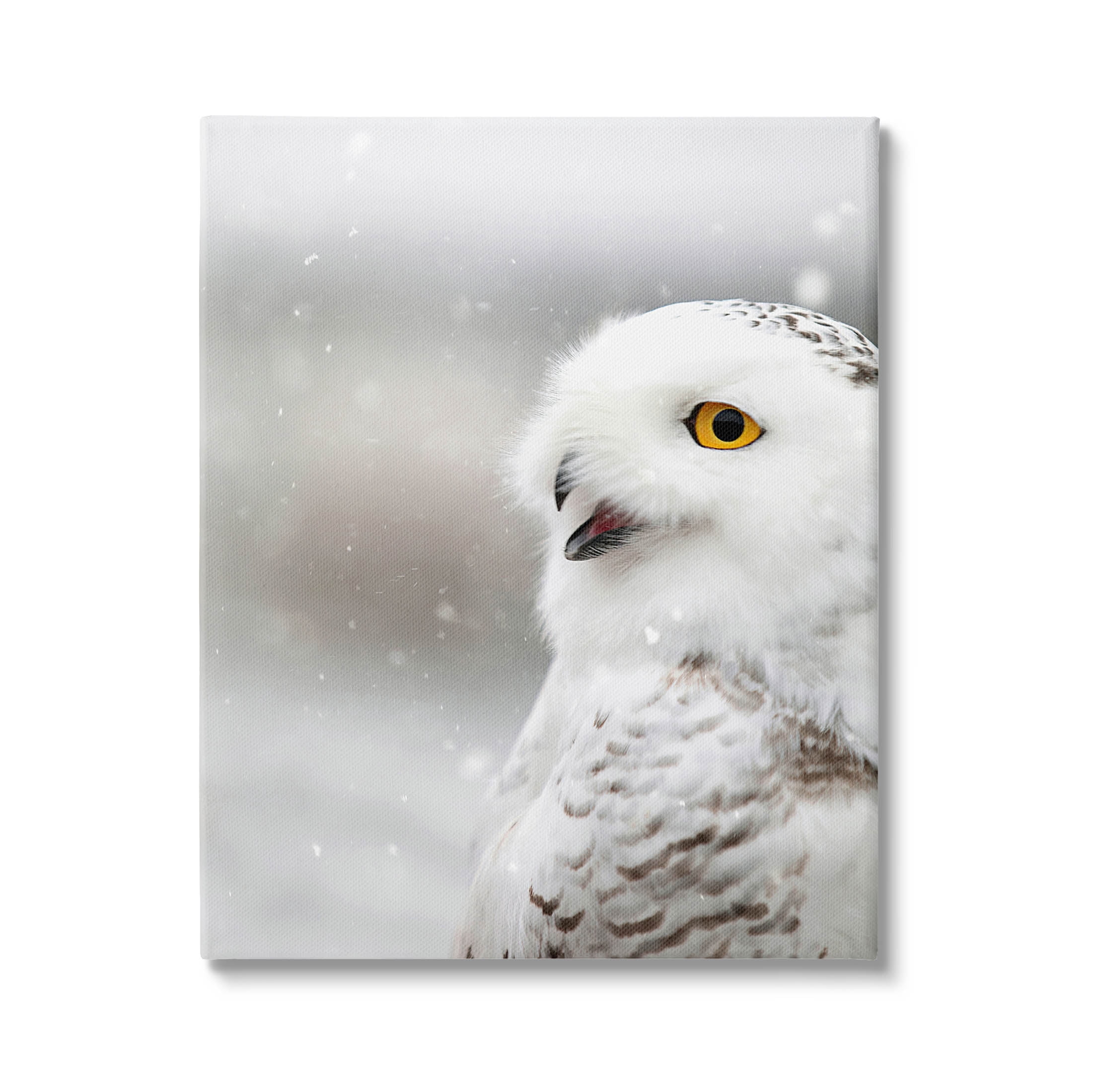 Stupell Industries Snowy Owl Winter Gaze Photograph Gallery Wrapped ...