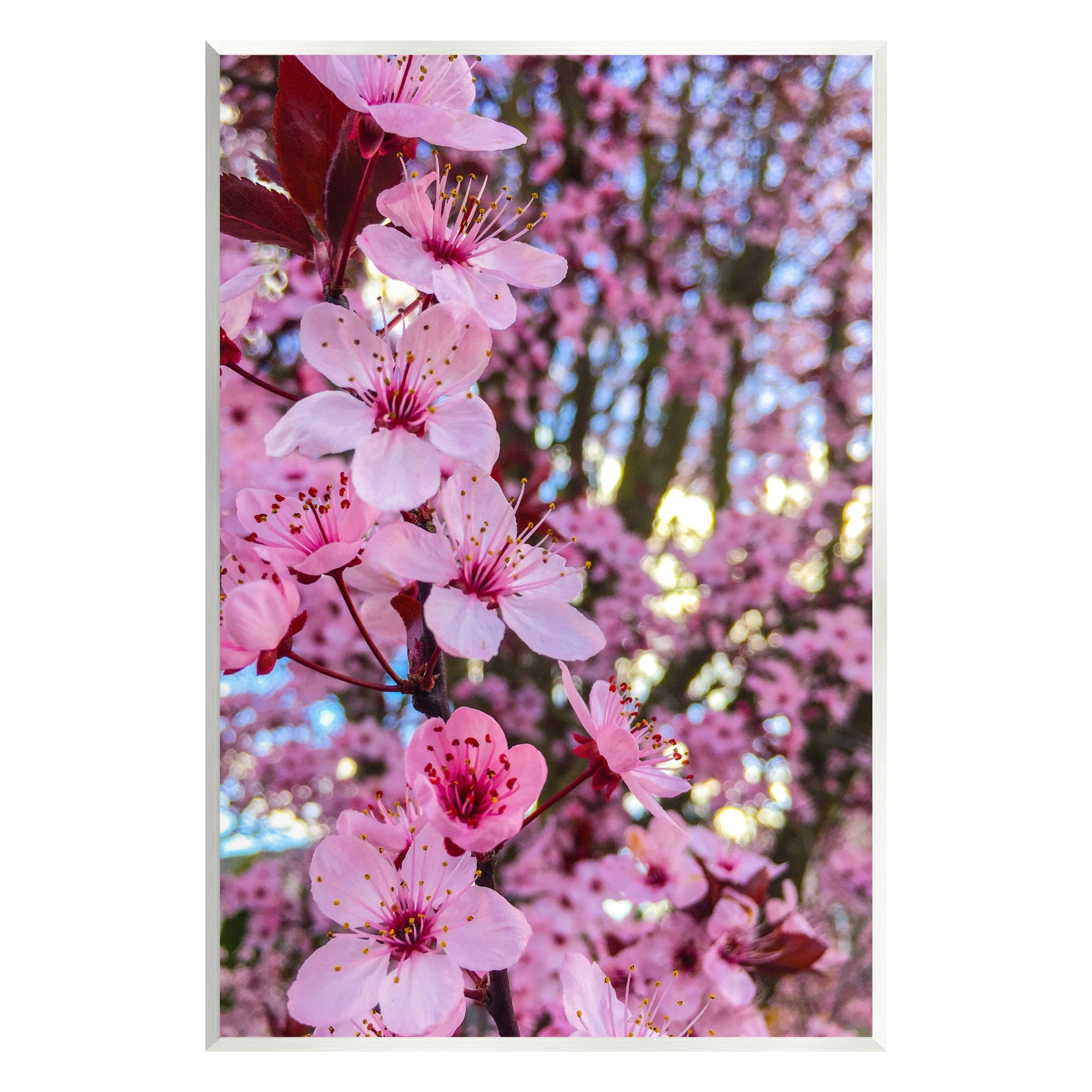 Stupell Industries Spring Pink Cherry Blossom Flowers Blooming ...