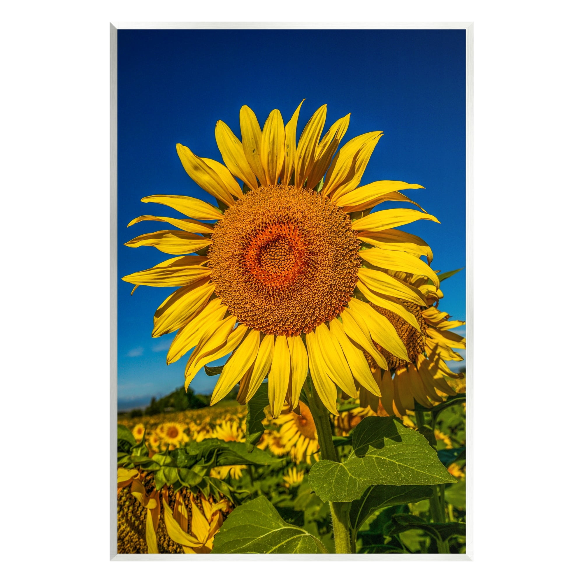 Stupell Industries Summery Sunflower Plant Blooming Summertime Clear ...