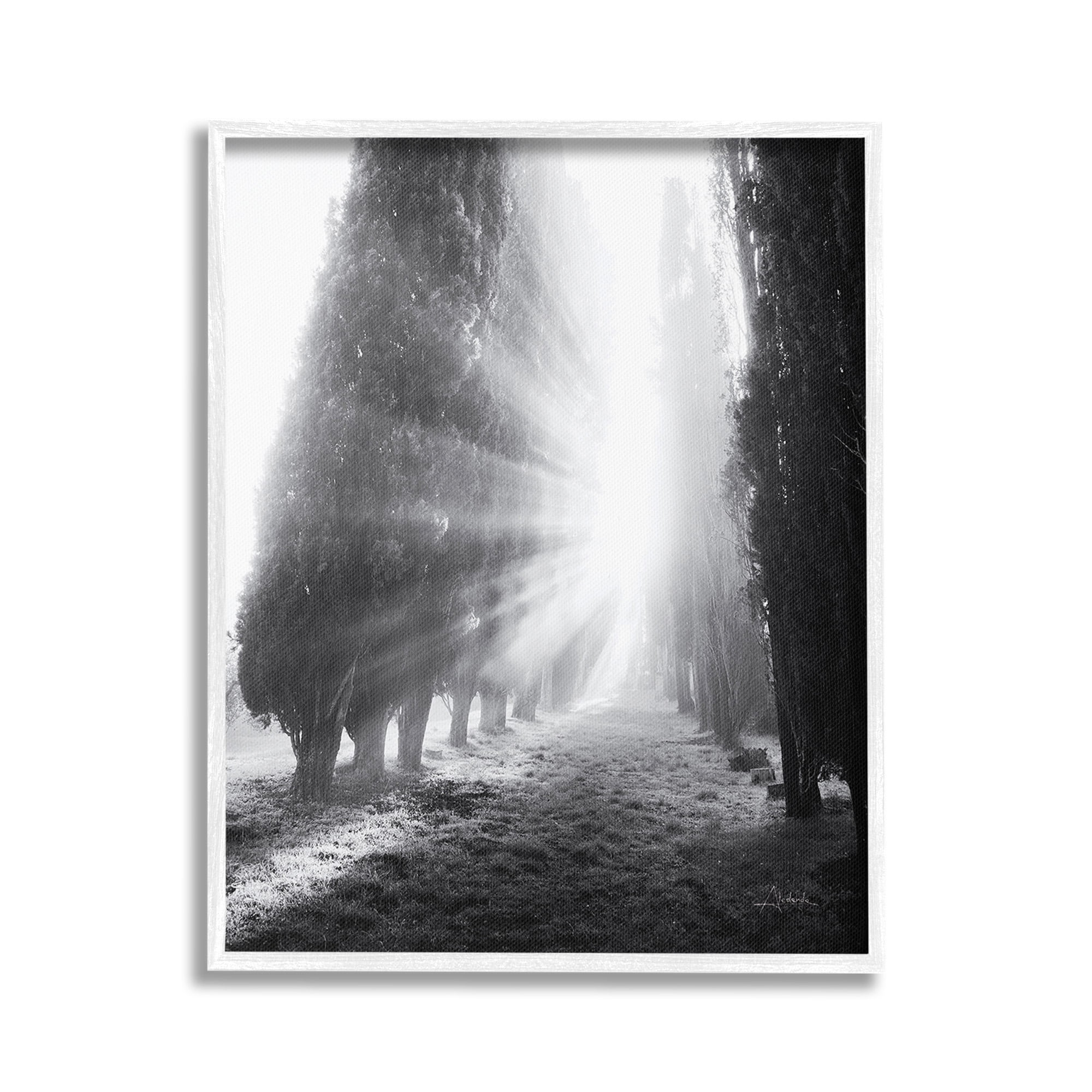 Stupell Industries Sun Rays & Hedge Grove Landscape Photography White ...