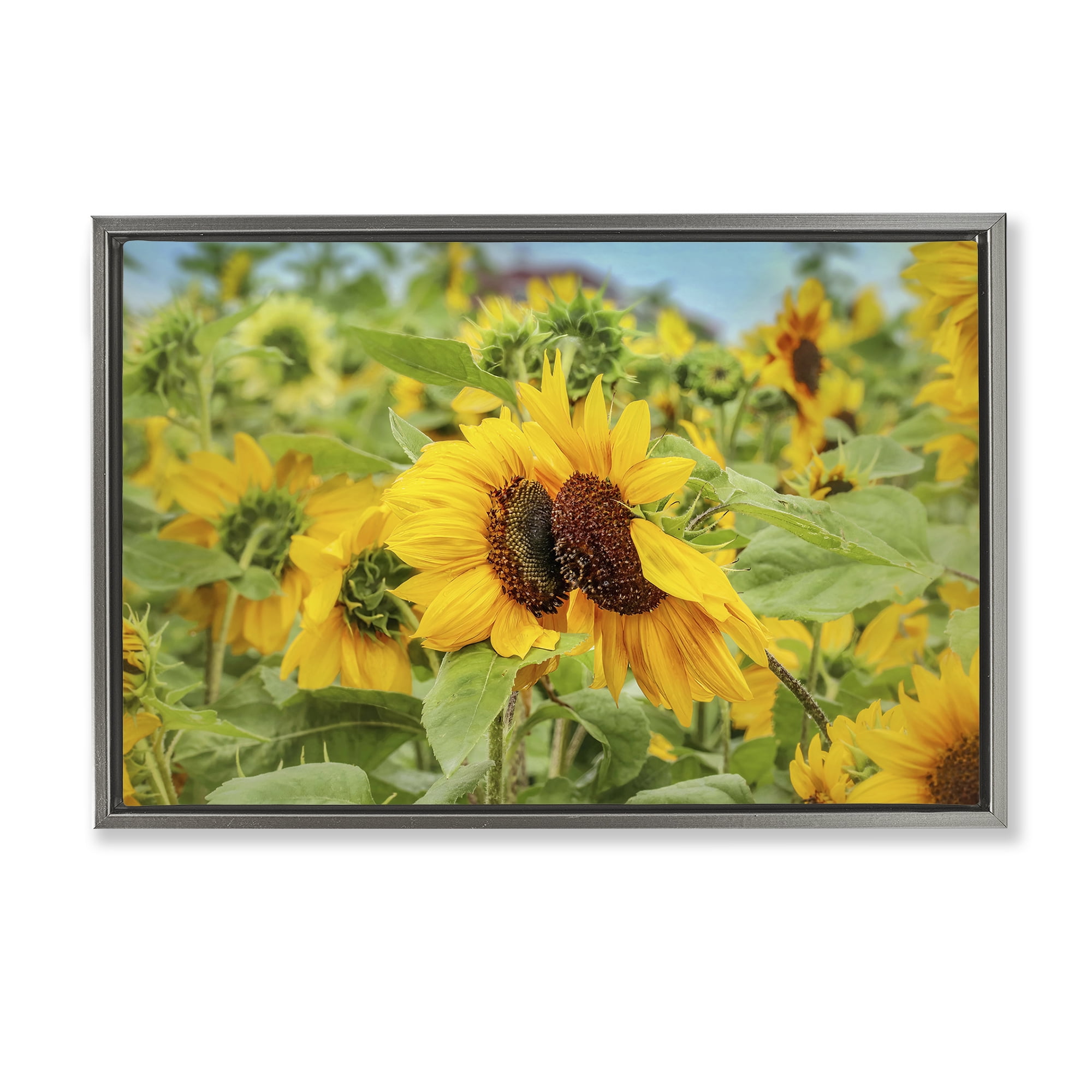 Stupell Industries Sunflower Field Photography Landscape Photography ...