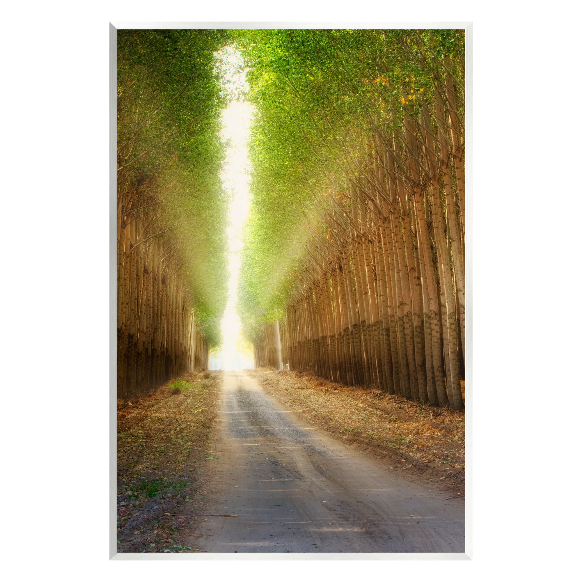 Stupell Industries Sunlit Tree Grove Pathway Landscape Photography ...