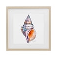 Stupell Industries Sunrise Conch Shell Birch Framed Print Under Glass ...