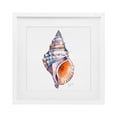 Stupell Industries Sunrise Conch Shell White Framed Print Under Glass ...
