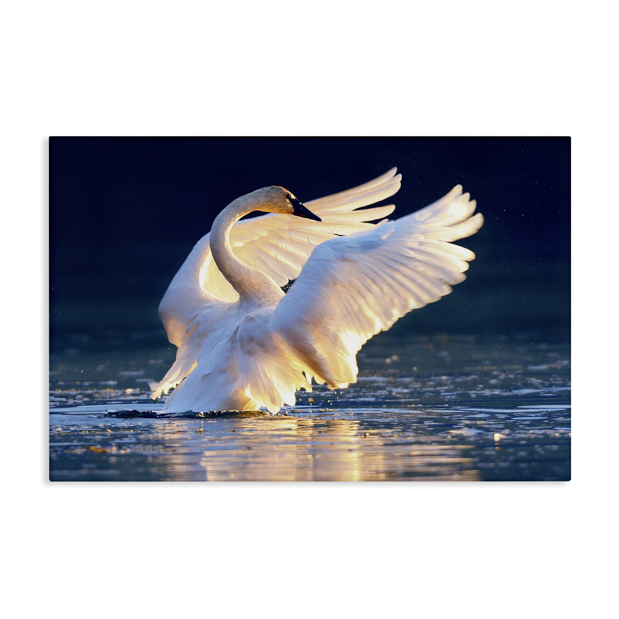 Stupell Industries Sunset Symphony Swan Animals Photography Wrapped Canvas Art Print Wall Art ...