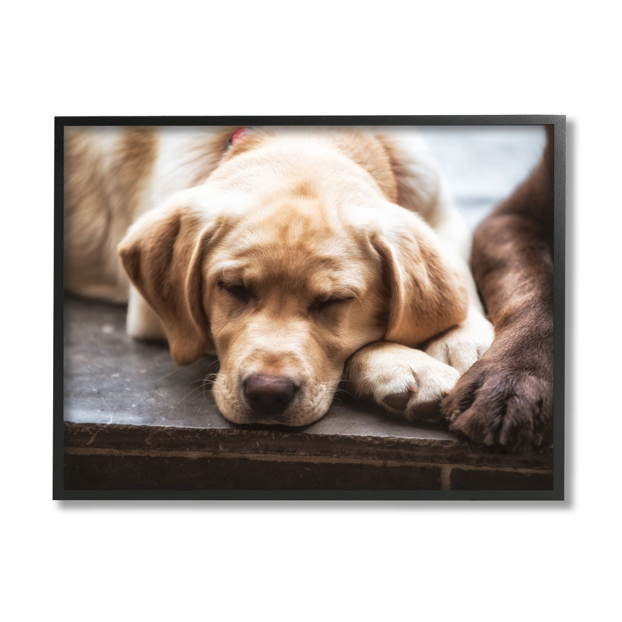 Stupell Industries Sweet Sleeping Dogs Resting Paws Animal Photography ...