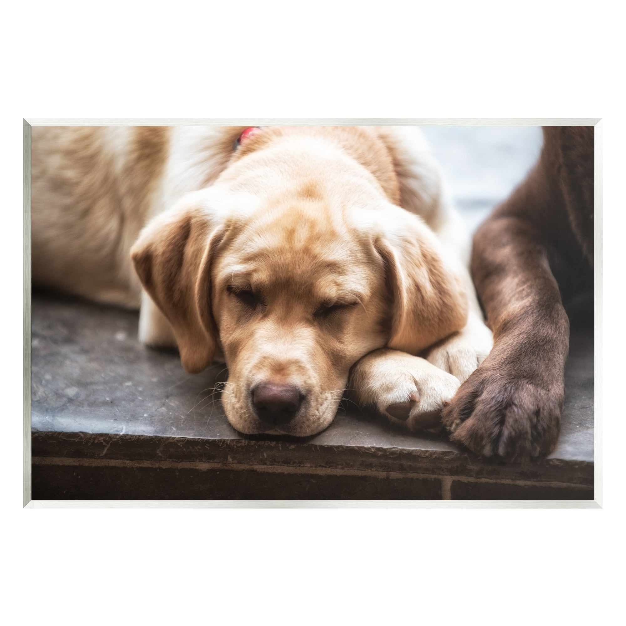 Stupell Industries Sweet Sleeping Dogs Resting Paws Animal Photography ...