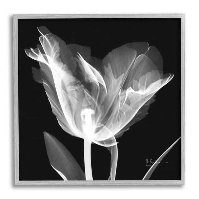 Stupell Industries Tulip Flower X-Ray Botanical & Floral Photography ...