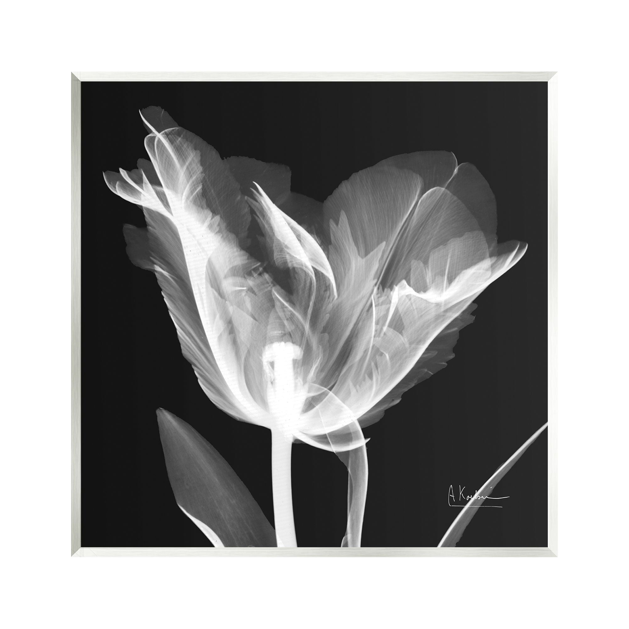 Stupell Industries Tulip Flower X-Ray Botanical & Floral Photography ...