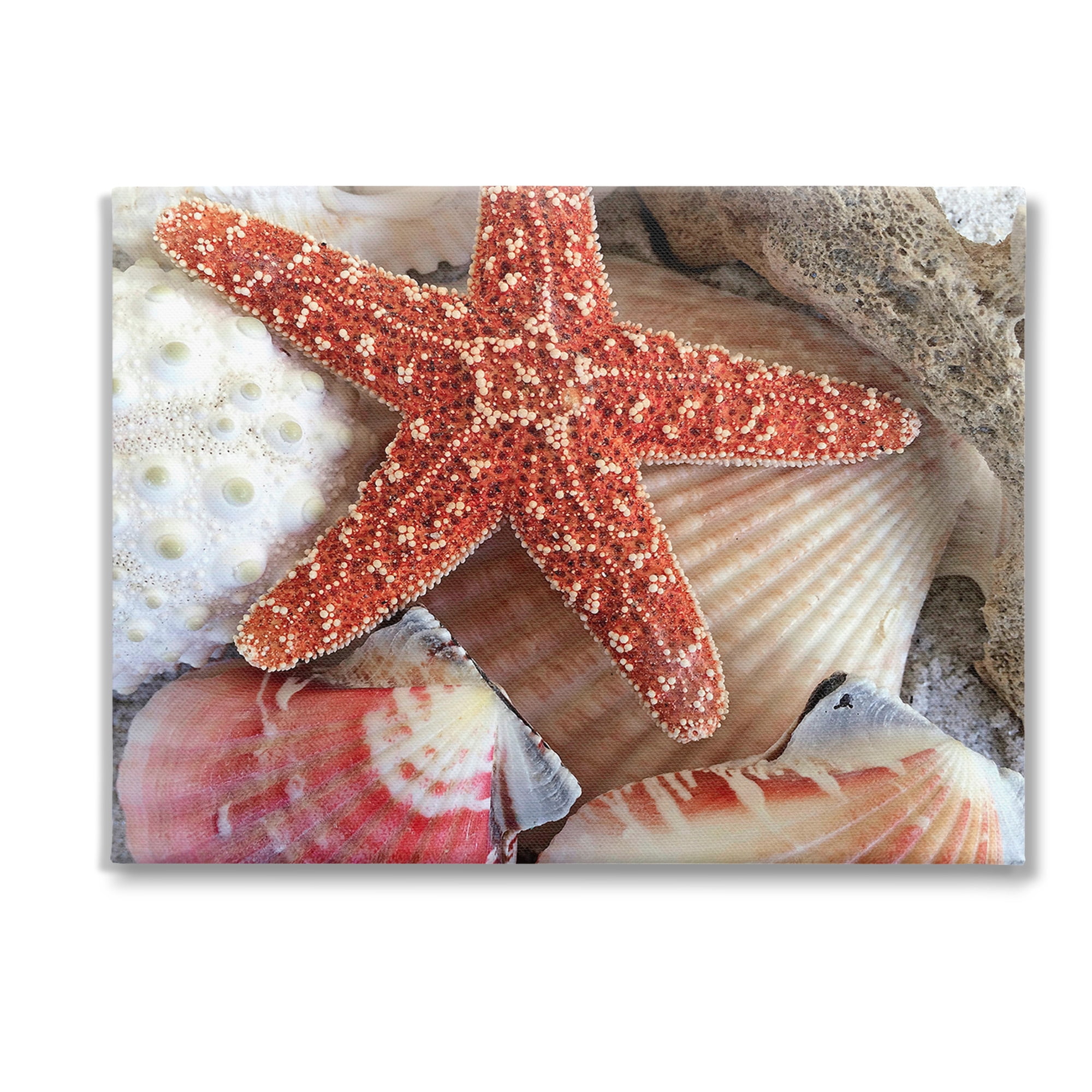 Stupell Industries Various Seashells Ashore Animals & Insects Photography Gallery Wrapped Canvas ...