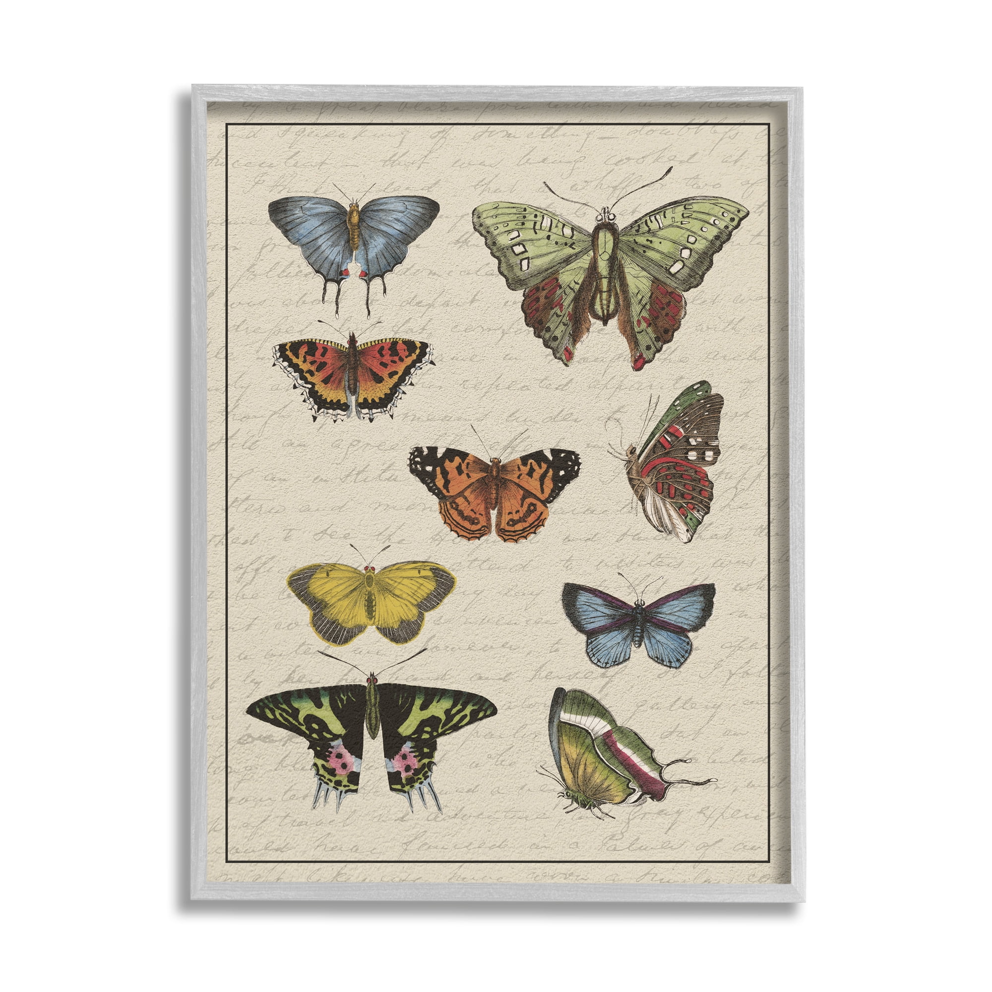 Stupell Industries Vintage Butterfly Study over Muted Cursive Script ...