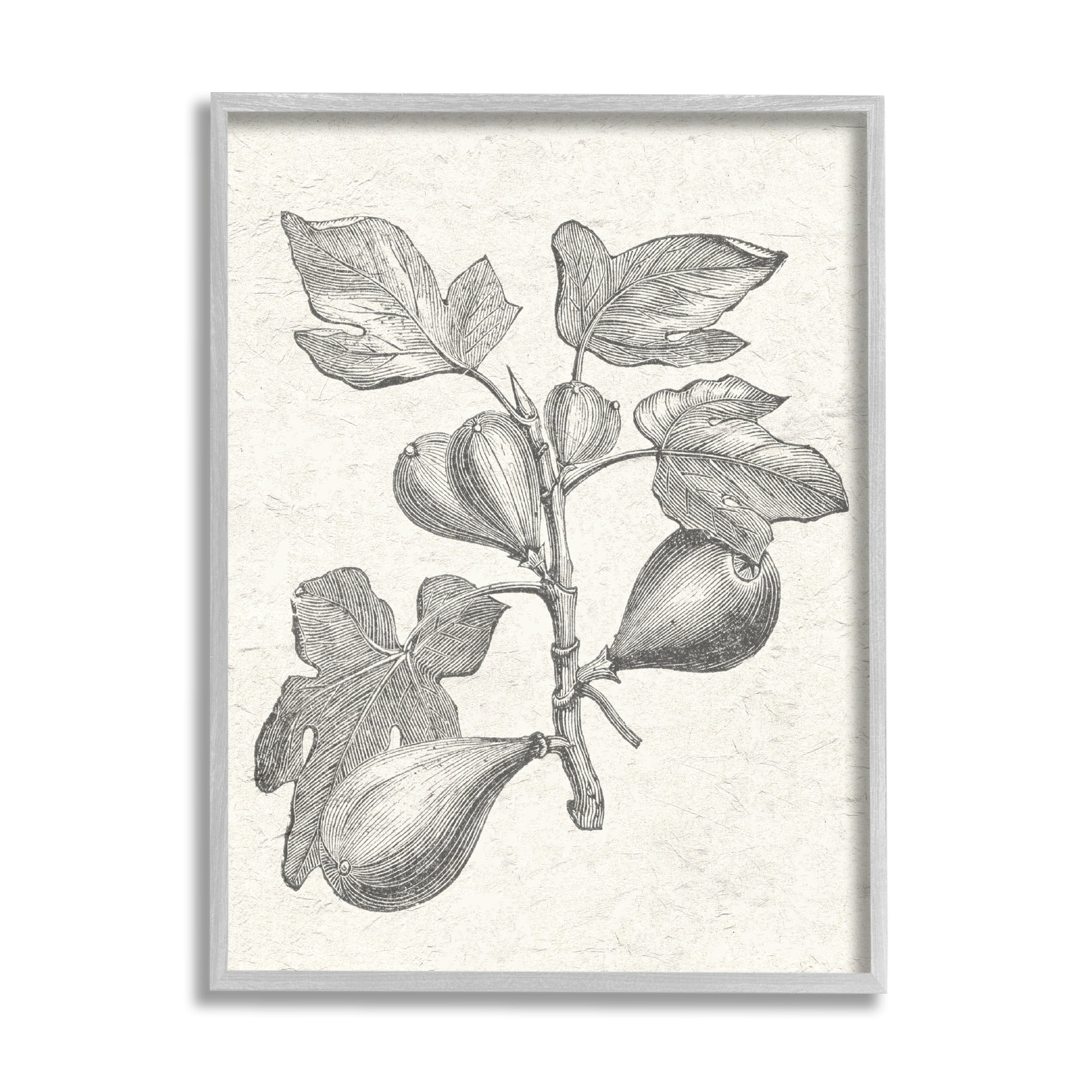 Free Shipping! Stupell Industries Vintage Fig Plant Study Gray Framed ...