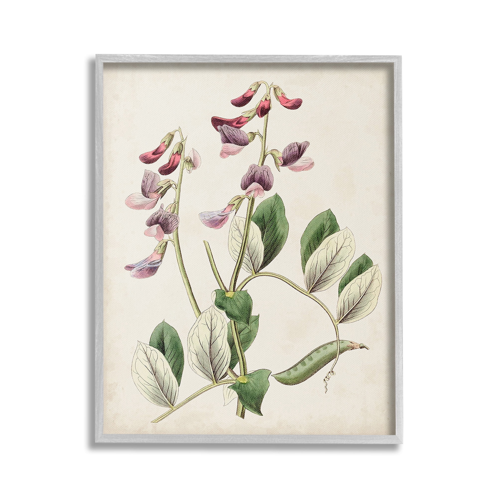 Stupell Industries Vintage Foxglove Study Botanical & Floral Painting ...