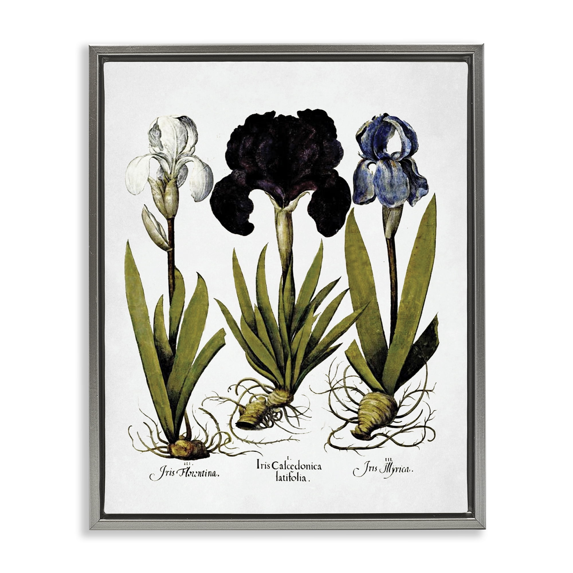 Stupell Industries Vintage Iris Flowers Botanical & Floral Painting ...