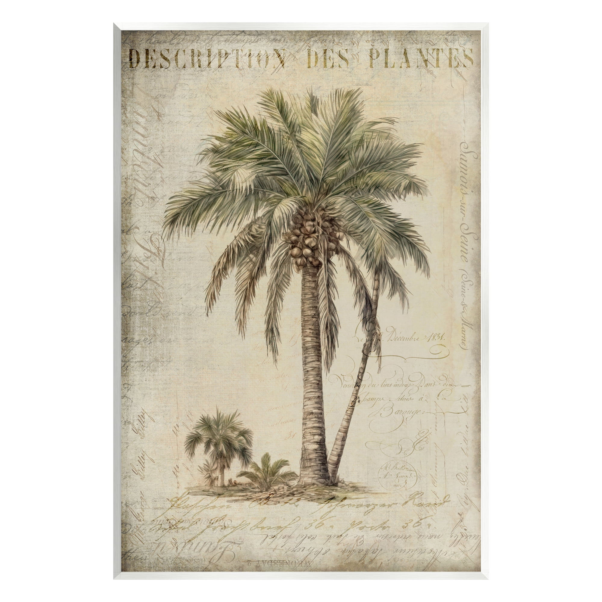 Stupell Industries Vintage Palm Tree Study Botanical & Floral Painting ...