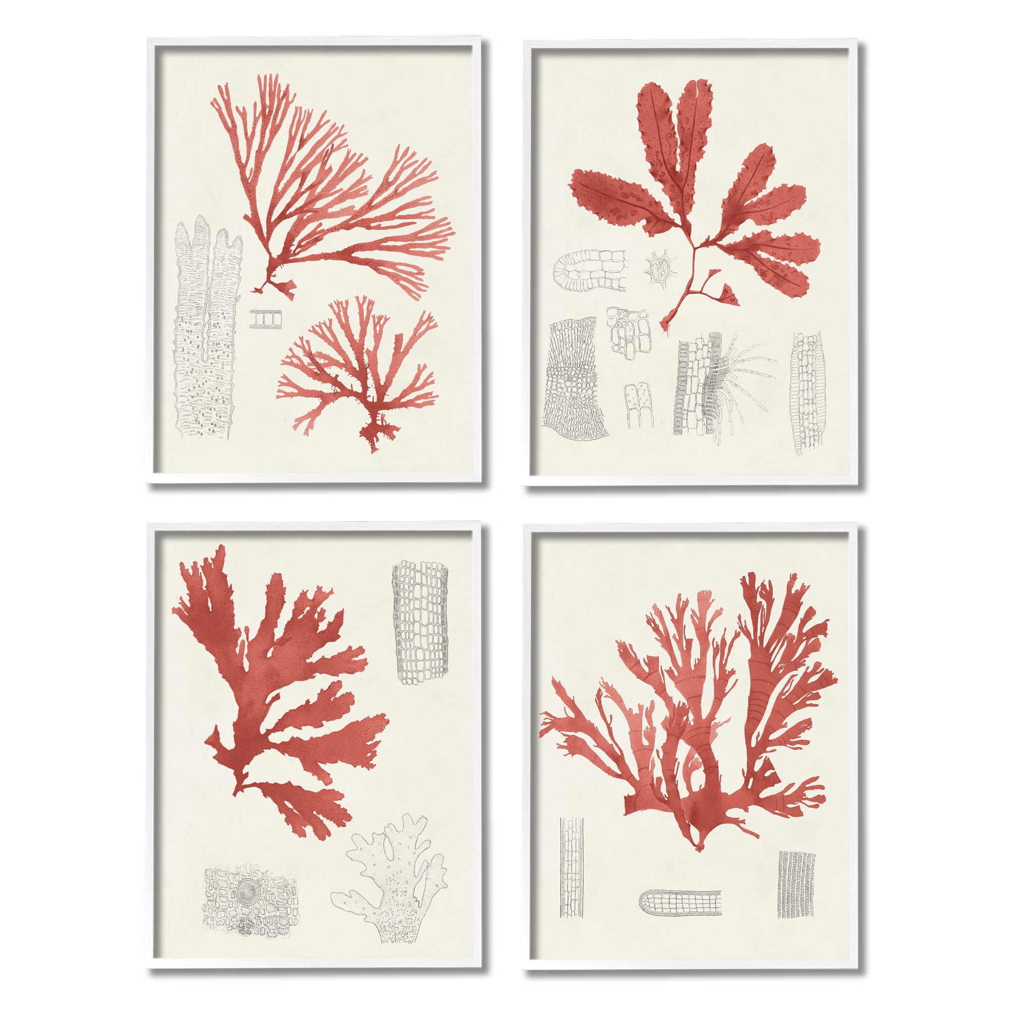 Free Shipping! Stupell Industries Vintage Red Coral Marine Life ...