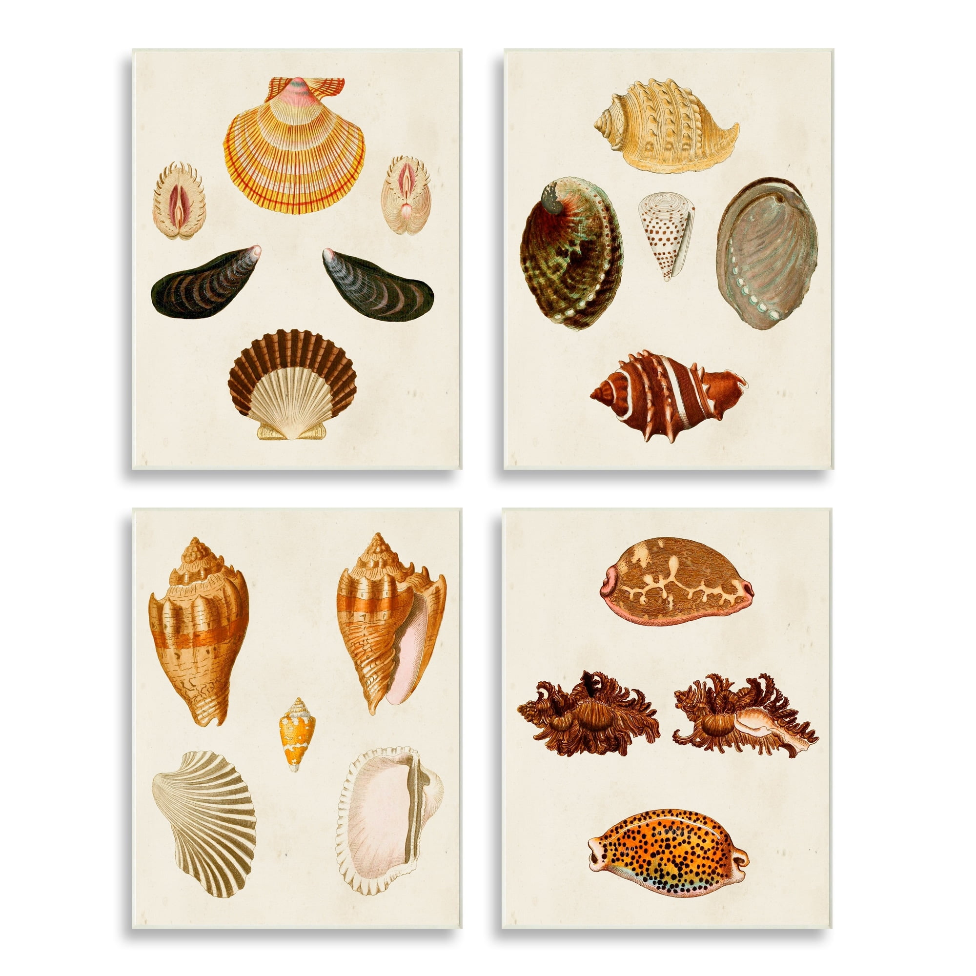 Stupell Industries Vintage Seashell Study Intricate Shell Patterns Wall ...