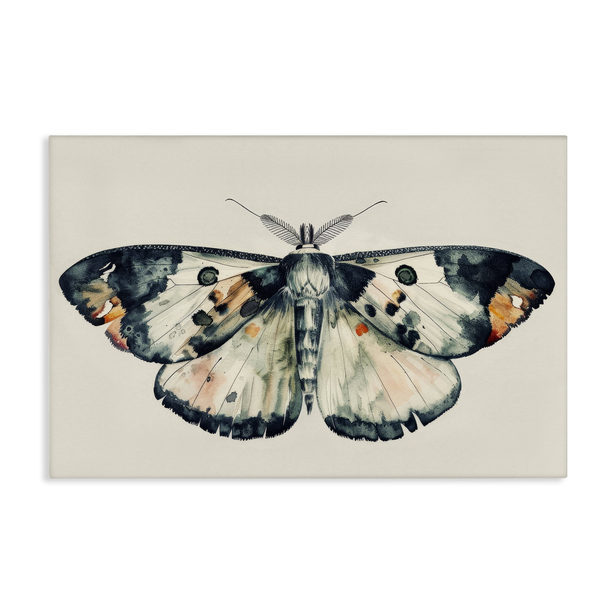 Stupell Industries Watercolor Black Trimmed Moth Animals Painting ...