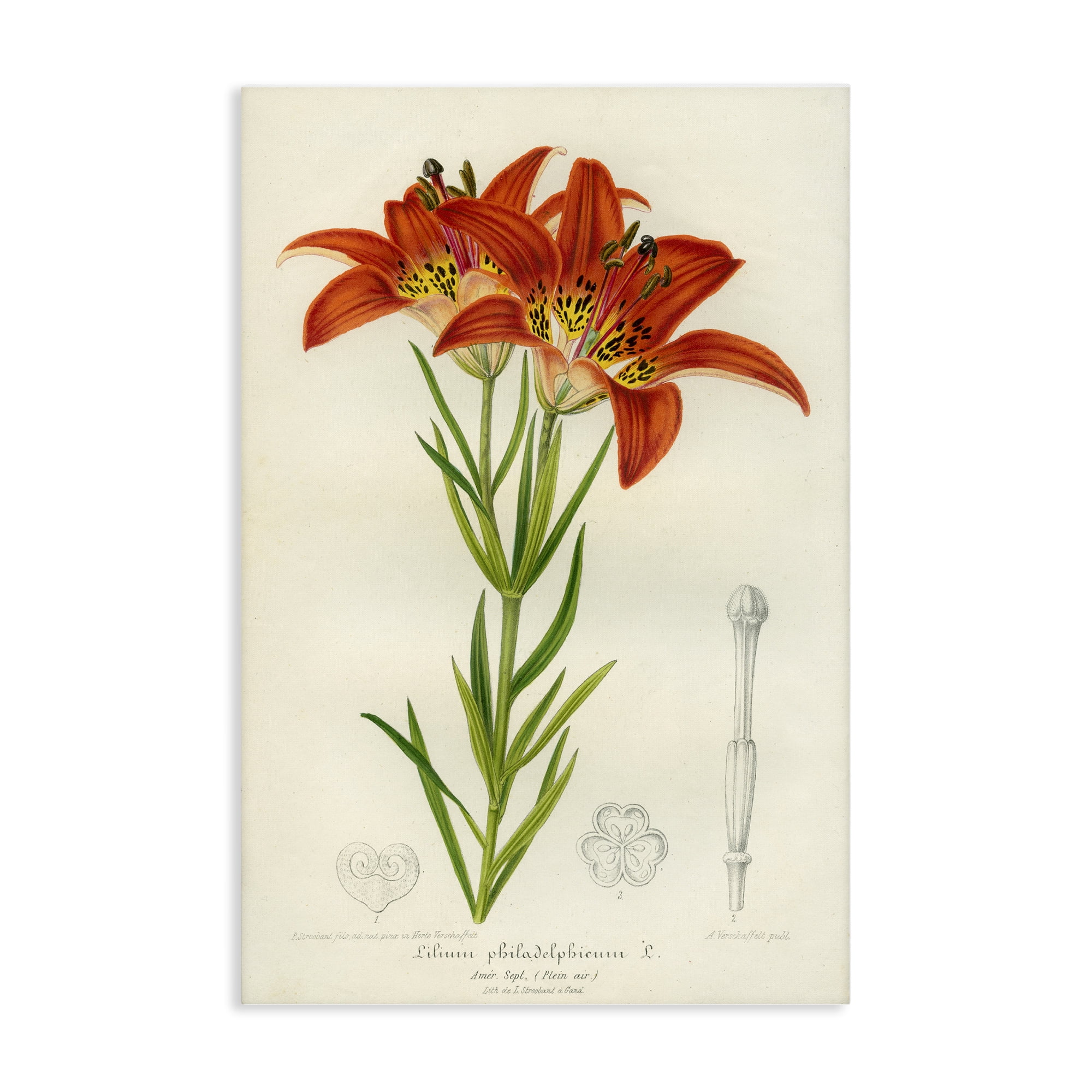 Stupell Industries Western Red Lily Canvas Wall Art, design by Print ...
