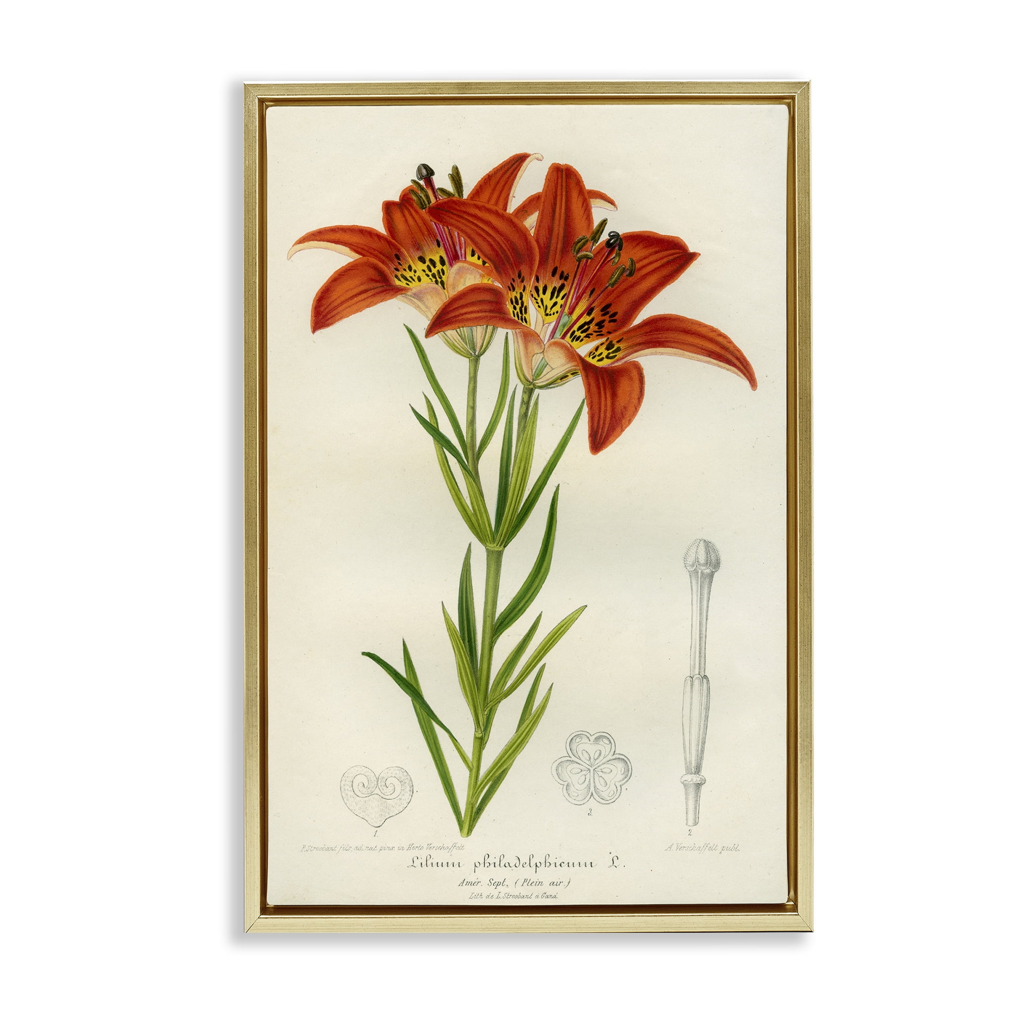 Stupell Industries Western Red Lily Gold Framed Floater Canvas Wall Art ...
