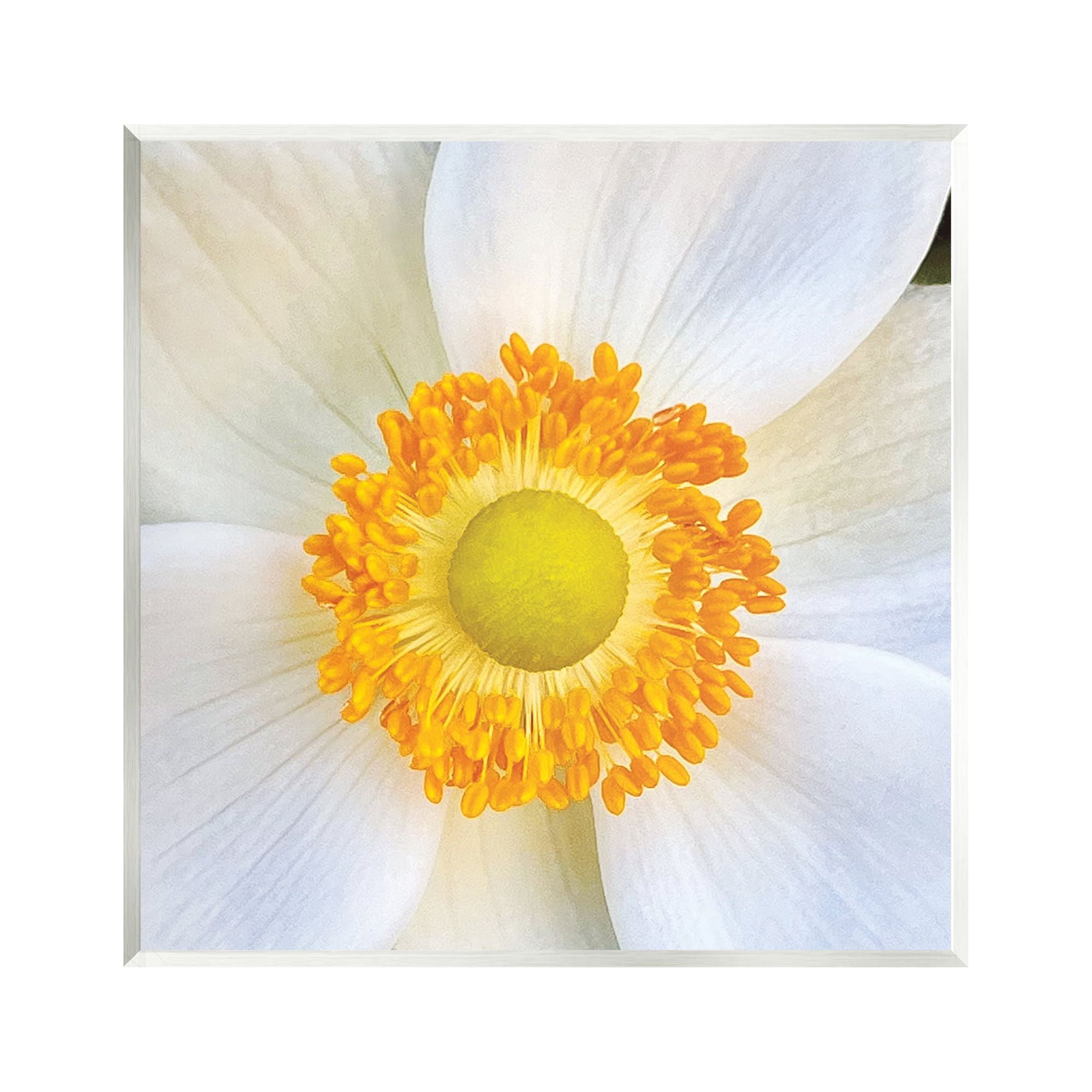 Stupell Industries White Flower Close Up Botanical & Floral Photography ...
