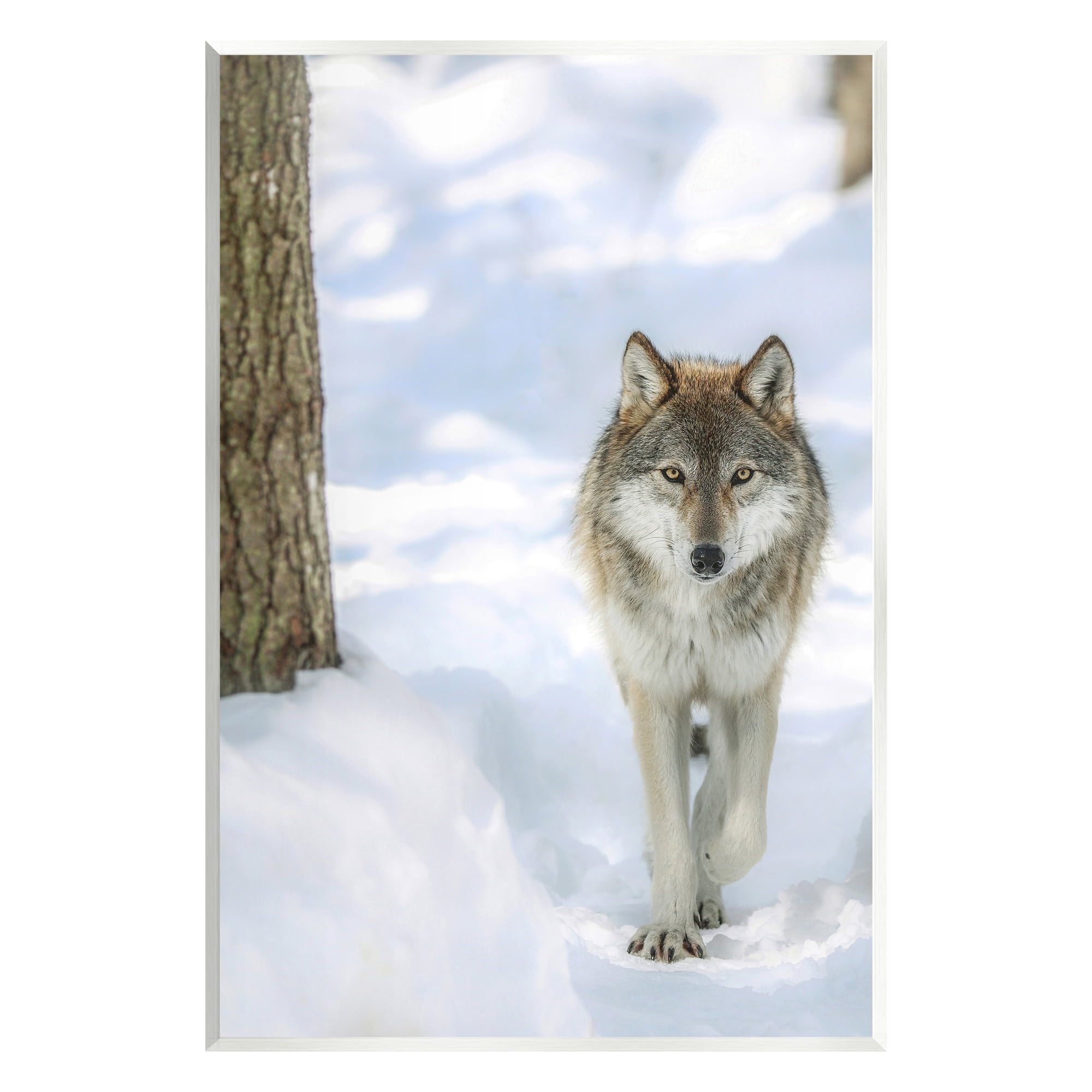 Stupell Industries Wild Wolf Winter Snow Photography Animals & Insects ...