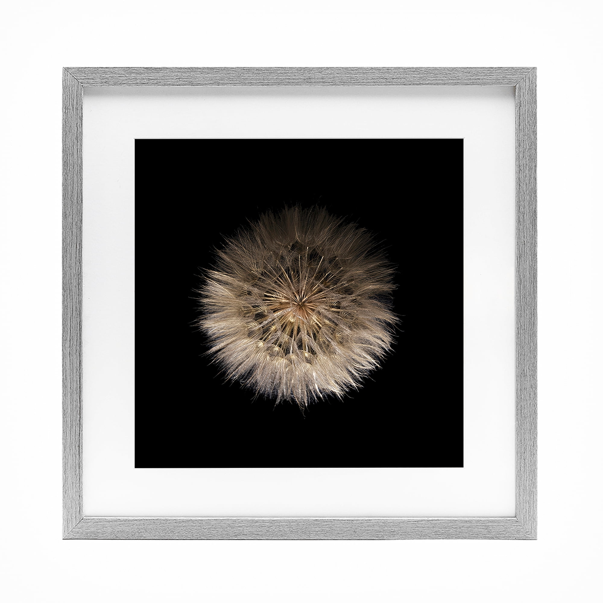 Stupell Industries Wispy Dandelion on Black Gray Framed Print Under ...