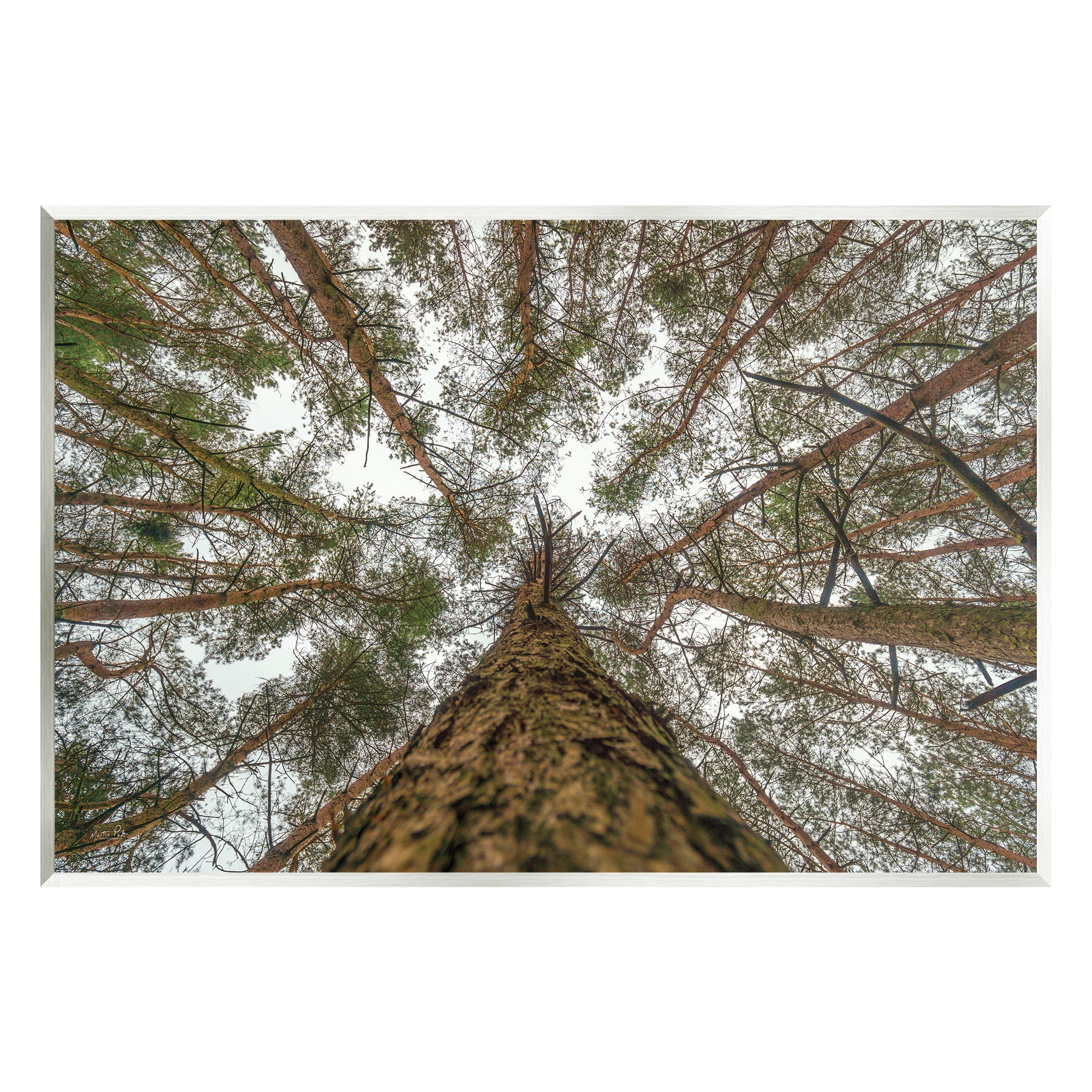 Stupell Looming Tree Branches Overhead Landscape Photography Wall ...